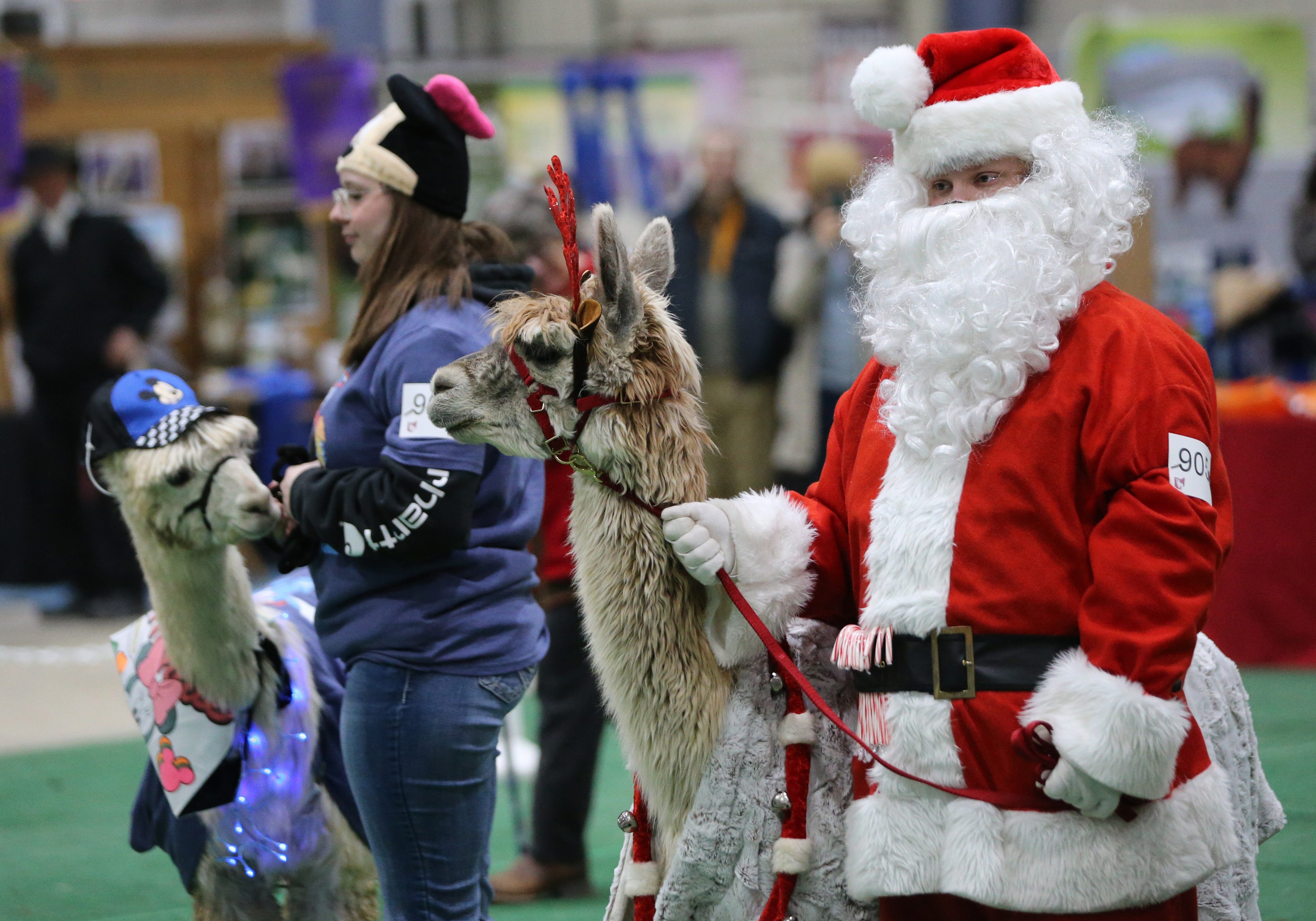 The Buckeye Alpaca Show at Summit County Fairgrounds, March 23, 2024 ...