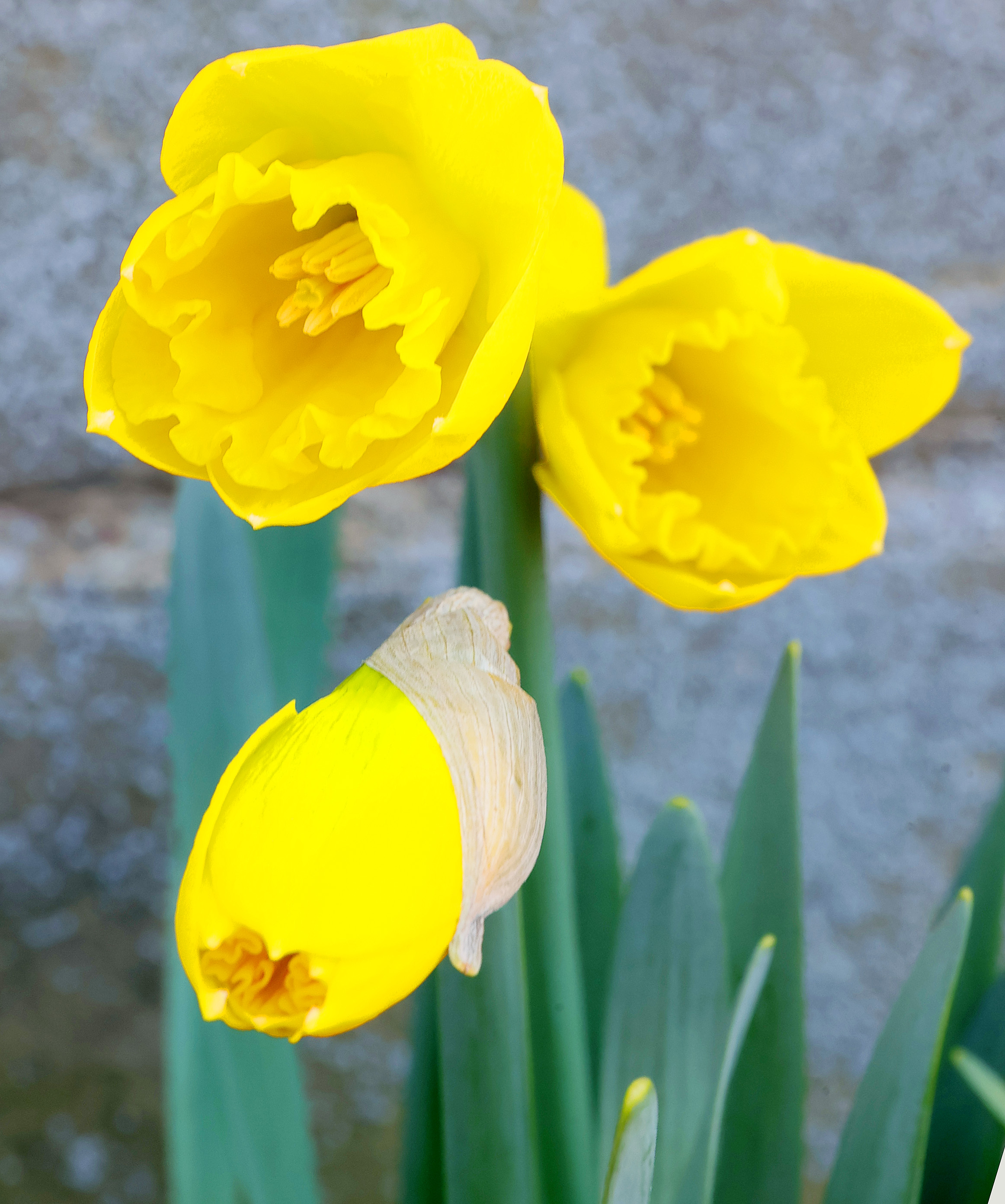 The beauty of Spring 2023 in Northeast Ohio - cleveland.com