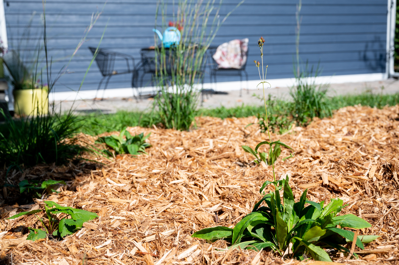 Native plant gardening in Washtenaw County - mlive.com