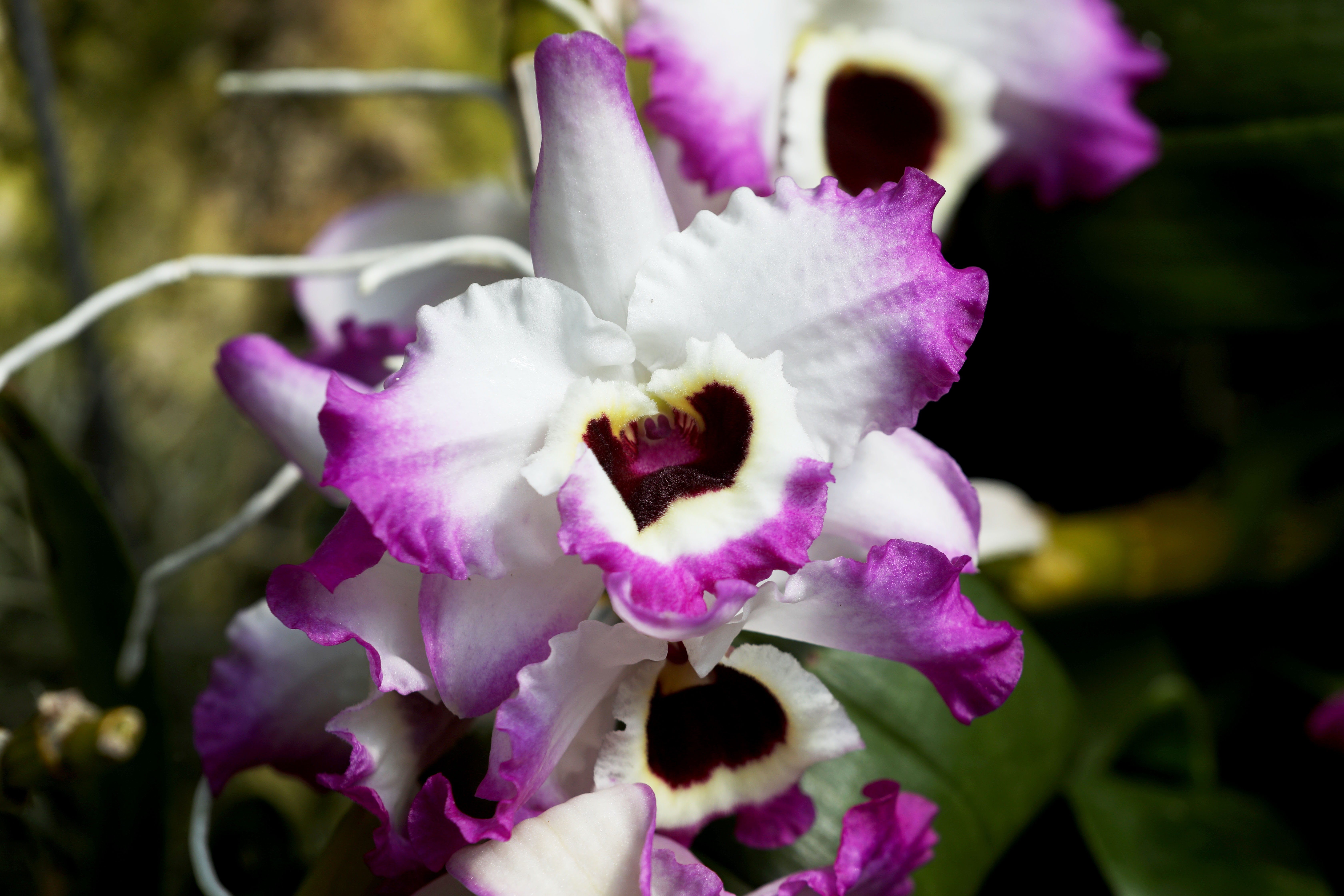 Orchids in full bloom - nj.com