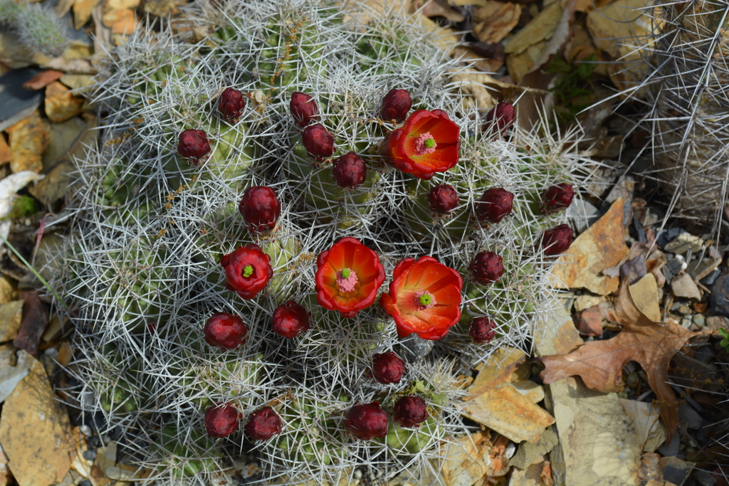 Hardy cacti - oregonlive.com