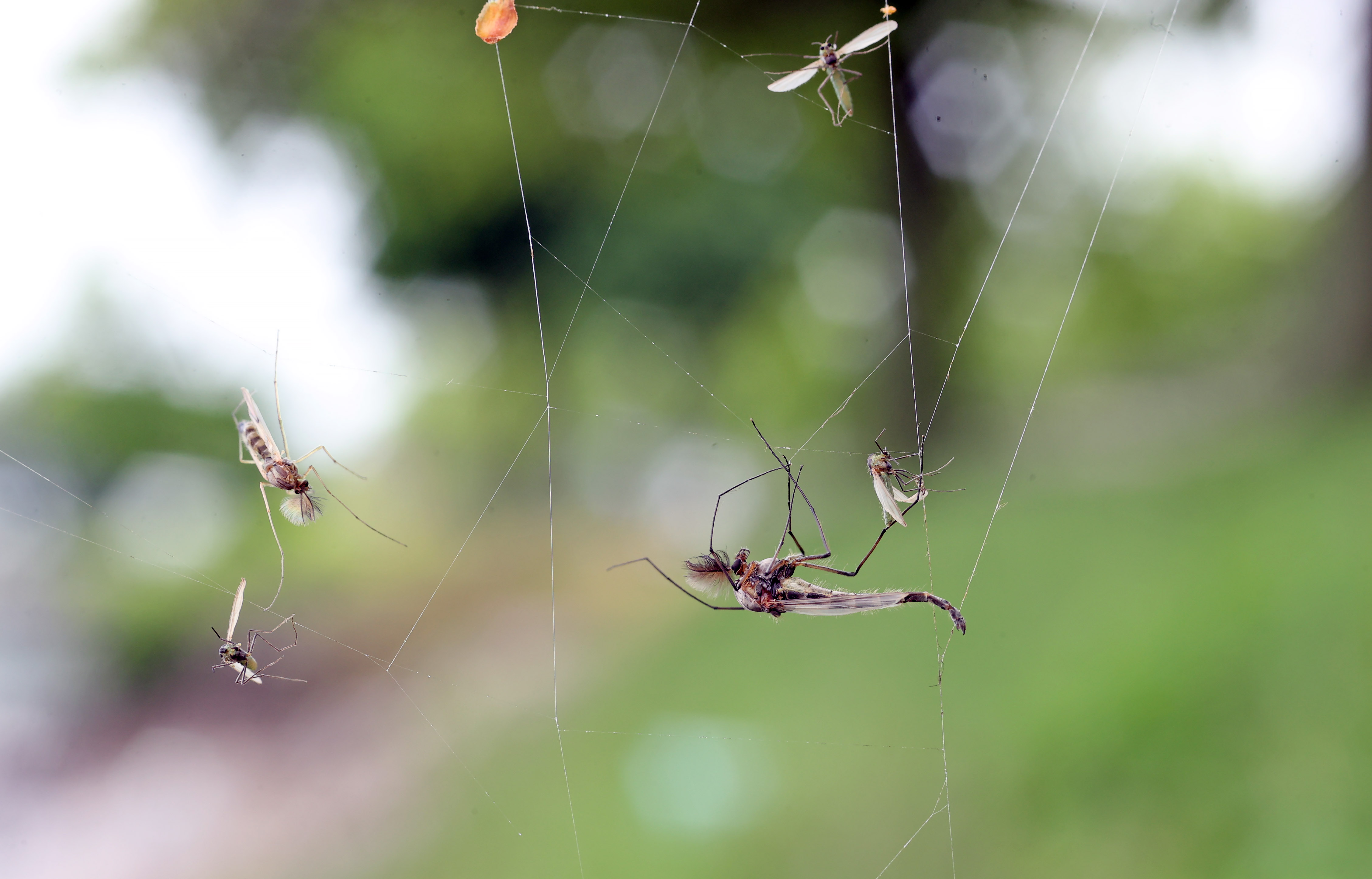 Midges are emerging around Northeast Ohio, May 17, 2024 - cleveland.com