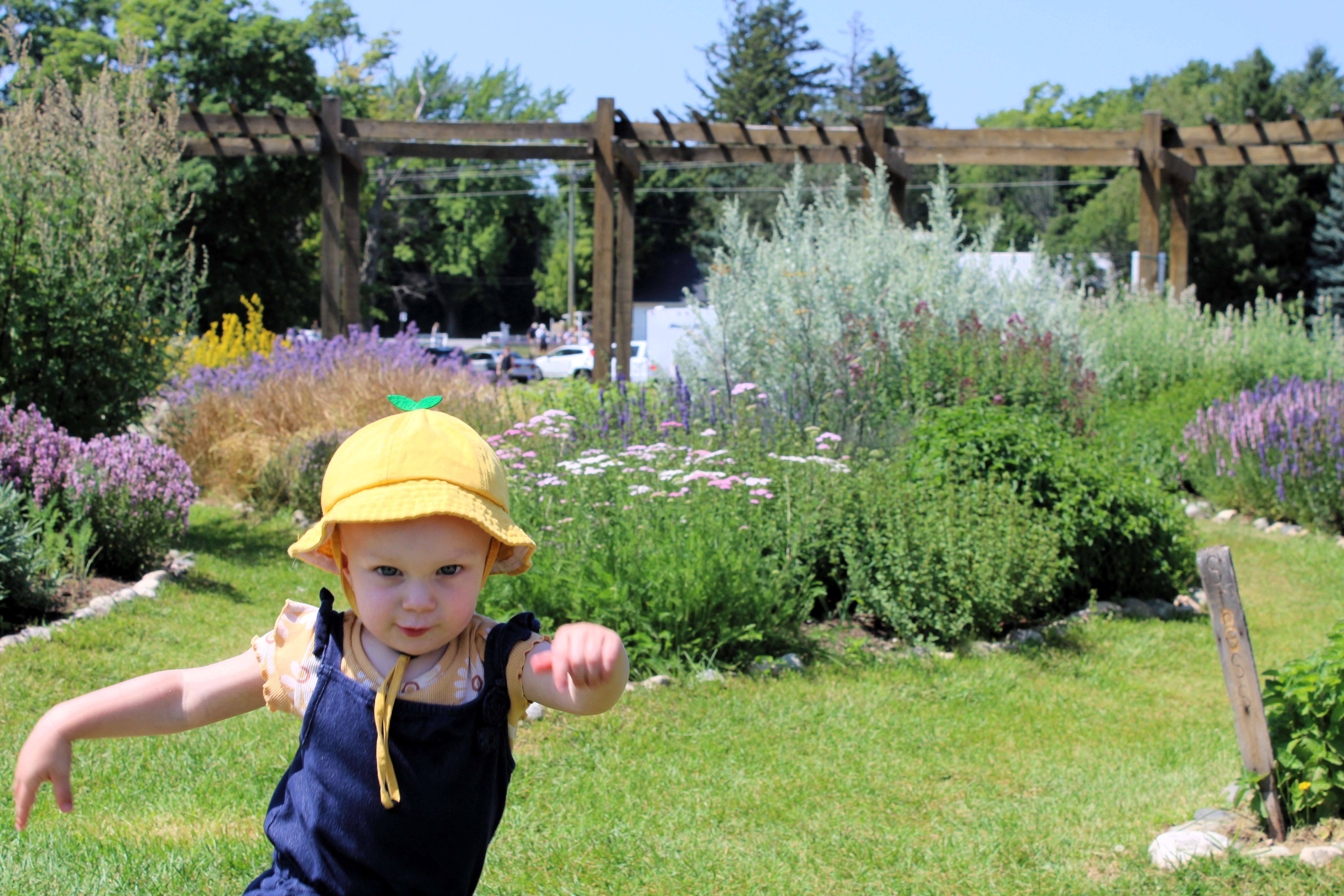 Lavender labyrinth is surprising treat at Michigan road-side market ...