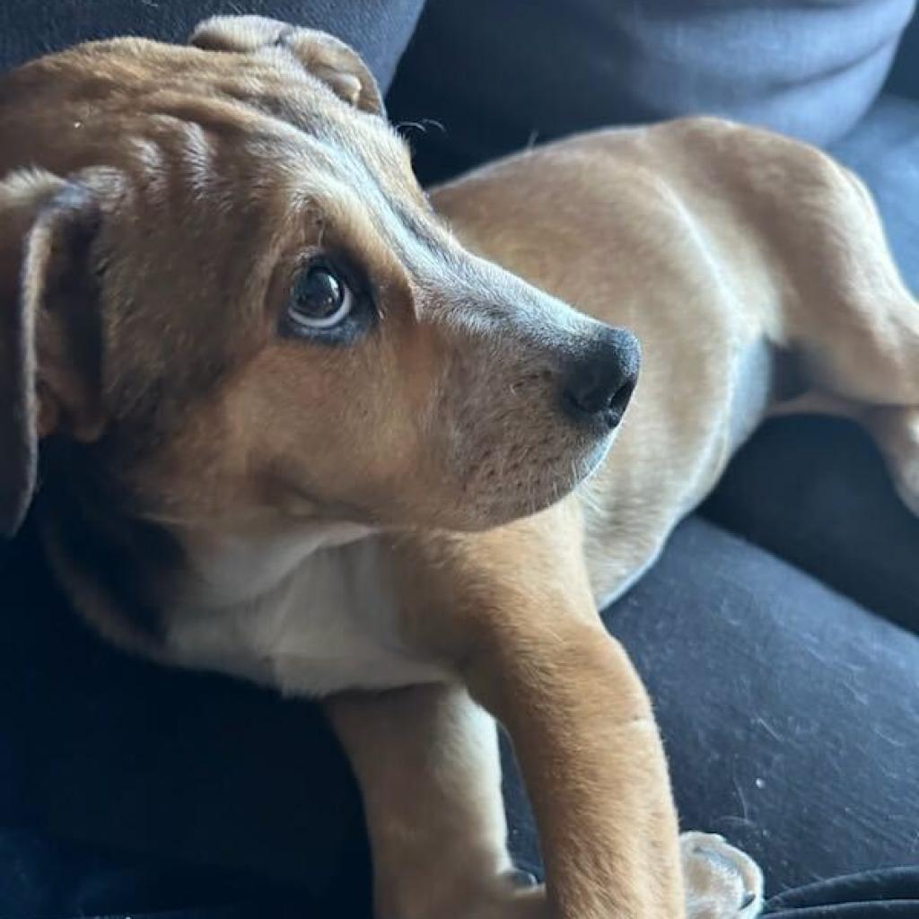 Hello there! Let me introduce you to the pet you’ve been waiting for ...