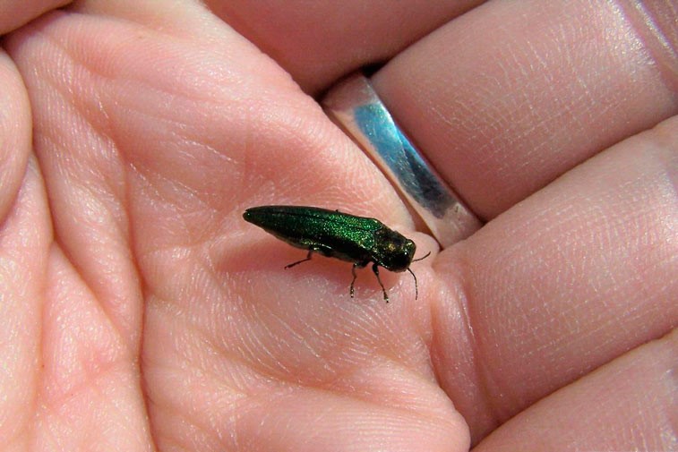 Parasitoid wasps fight emerald ash borers on Beaver Island - mlive.com
