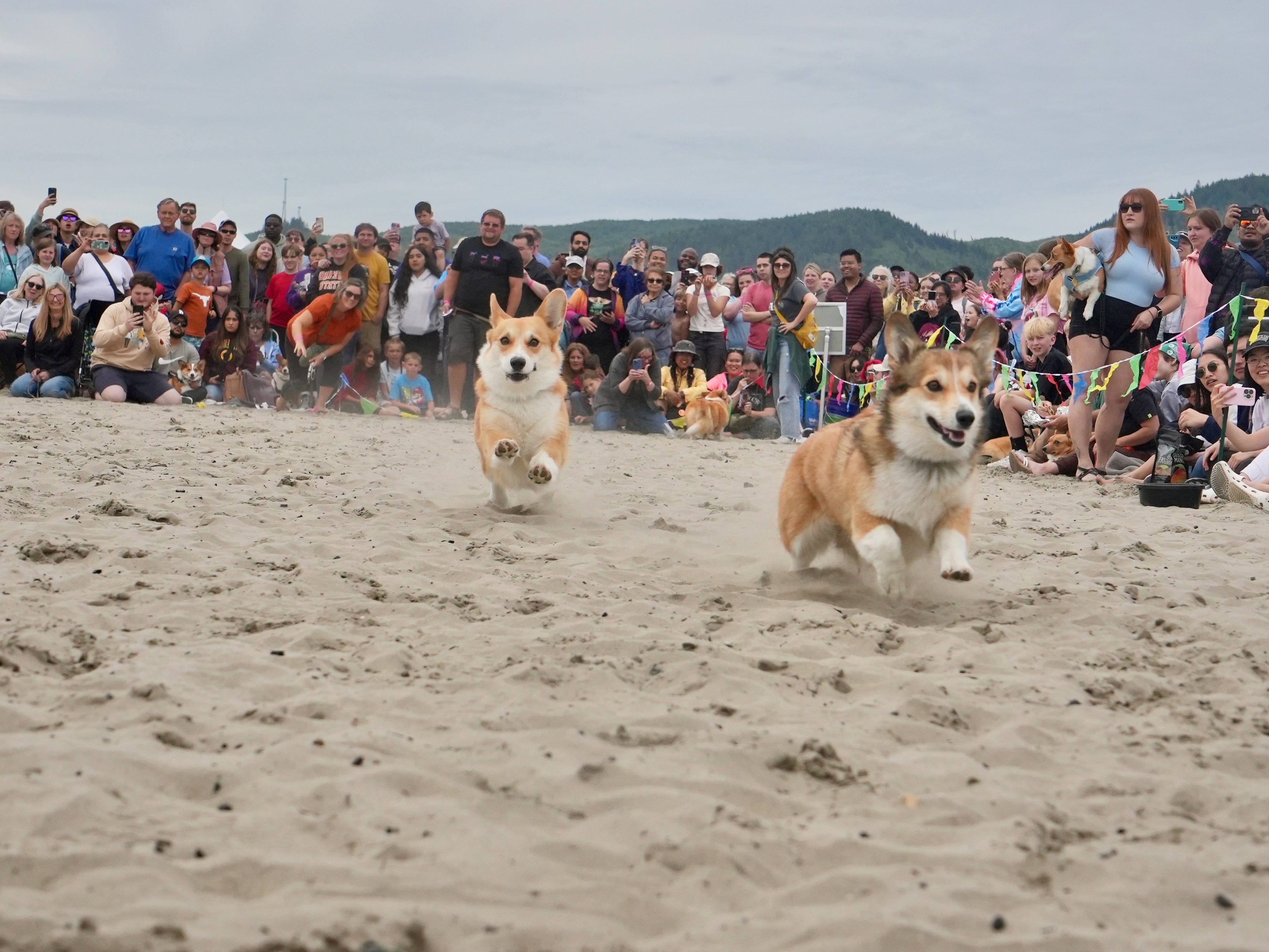 Corgi Beach Takeover - oregonlive.com