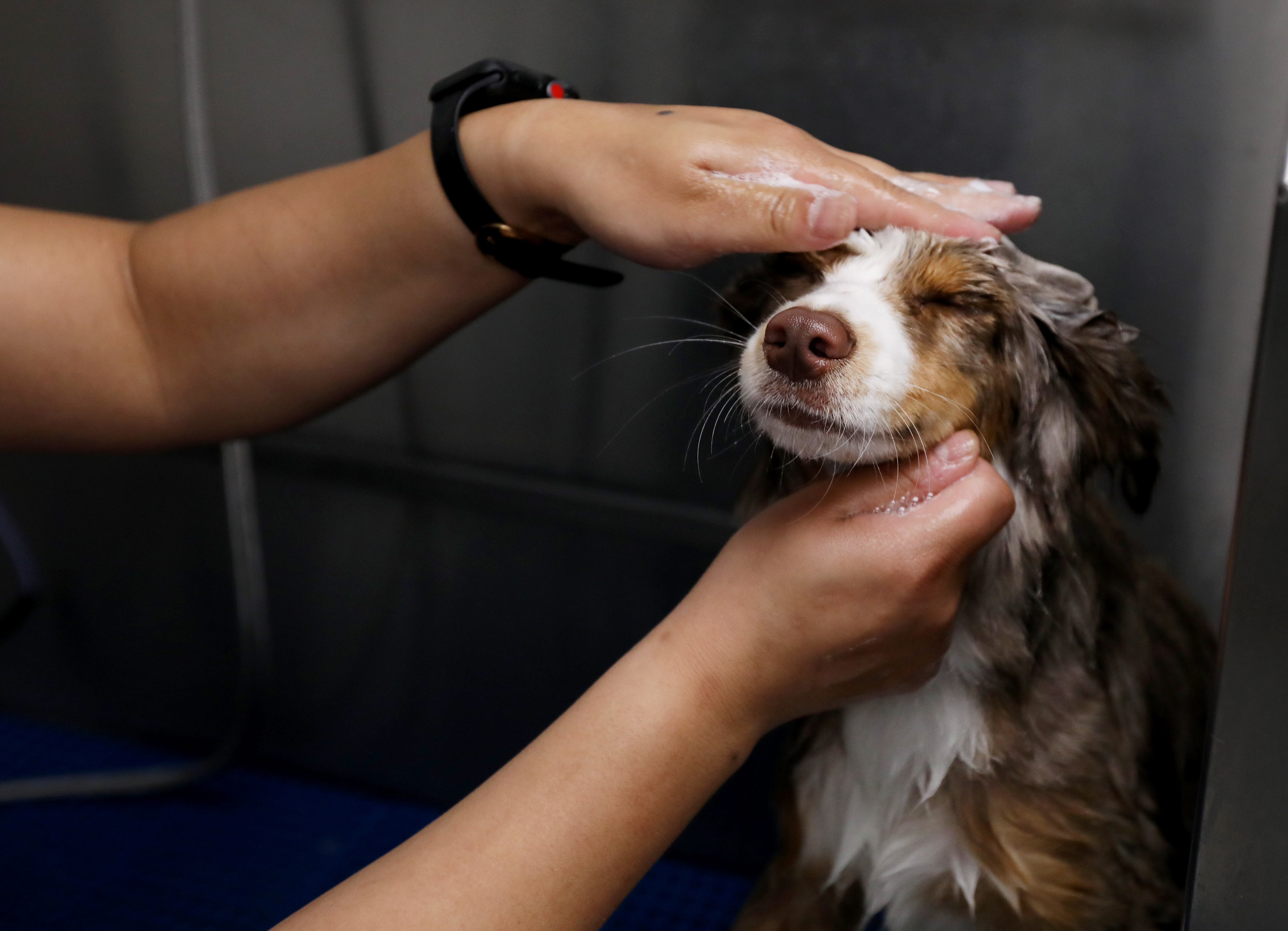 Pets living the luxury life - nj.com