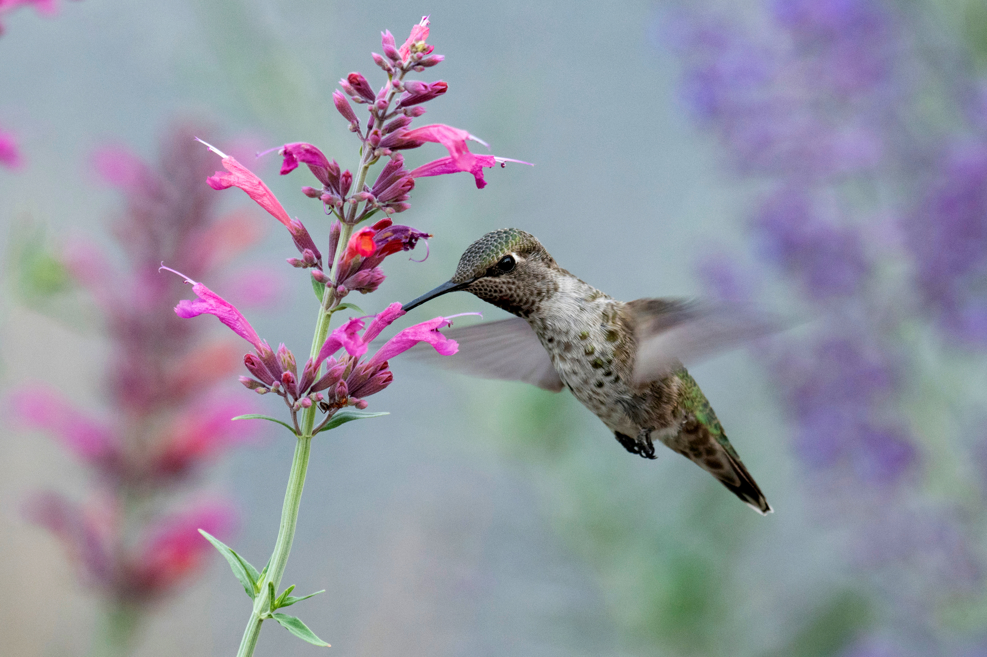 The seven species of Oregon hummingbirds - oregonlive.com