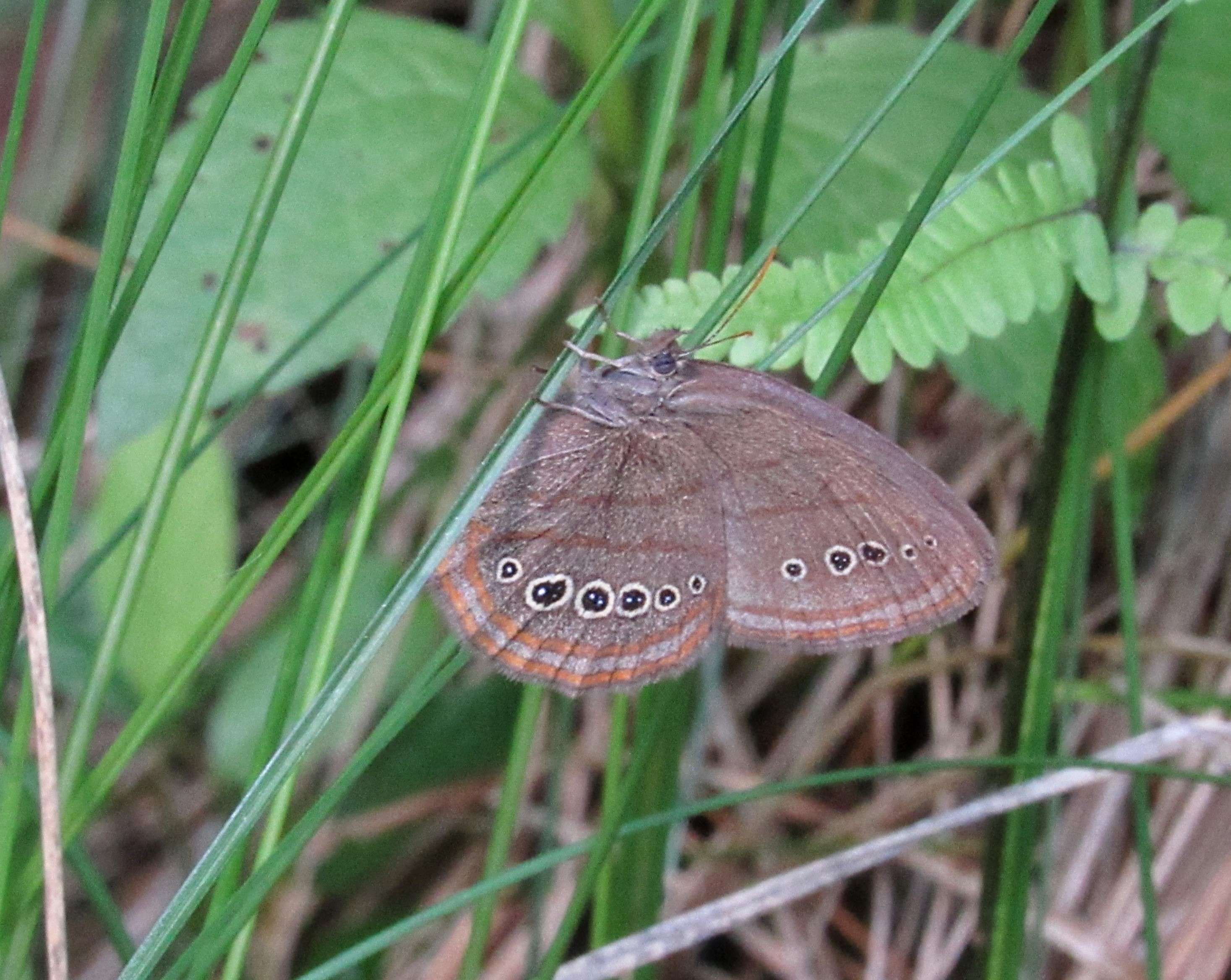 Mitchell's satyr butterfly conservation efforts - mlive.com