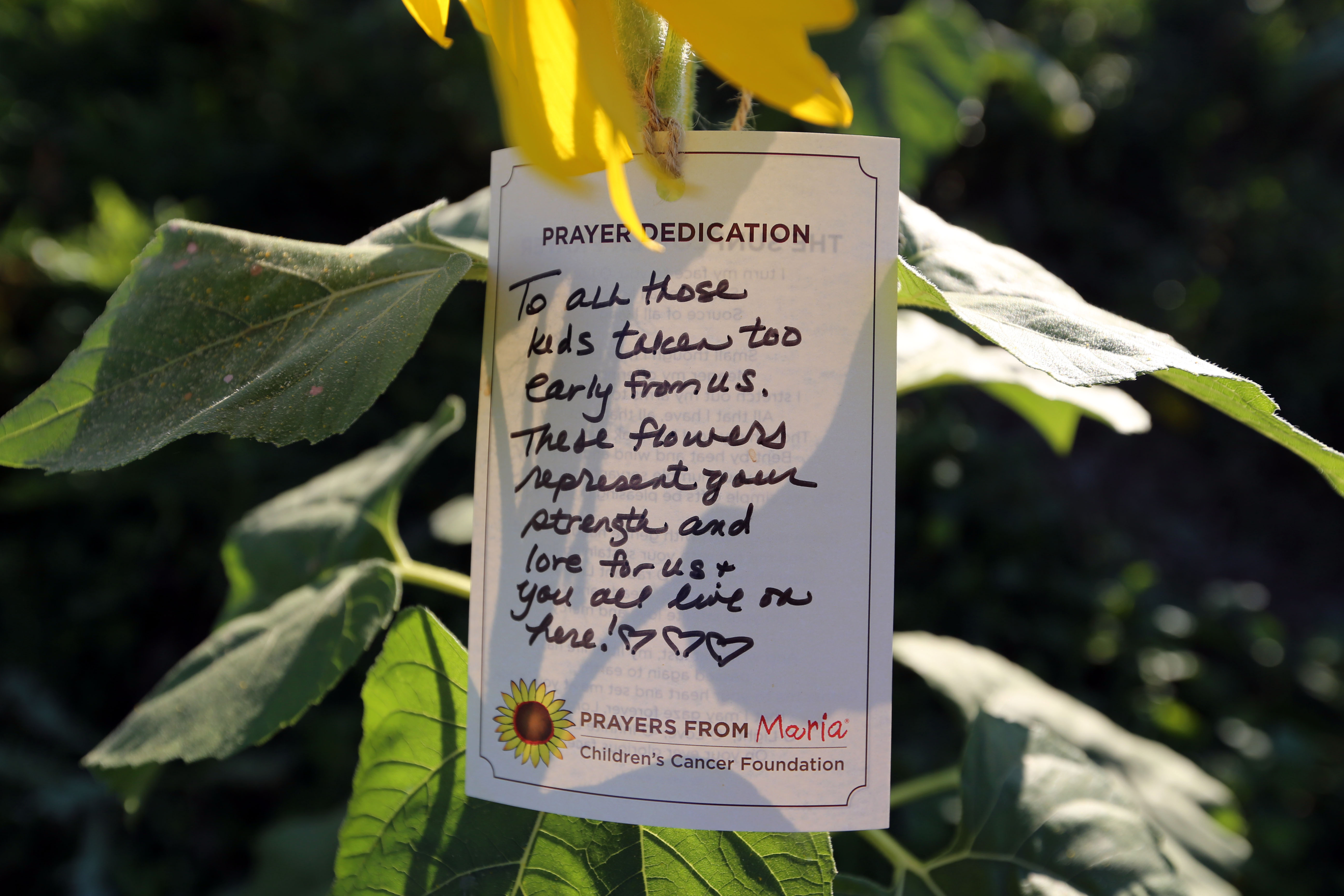 Maria’s Field of Hope in Avon is in full bloom, September 29, 2021 ...