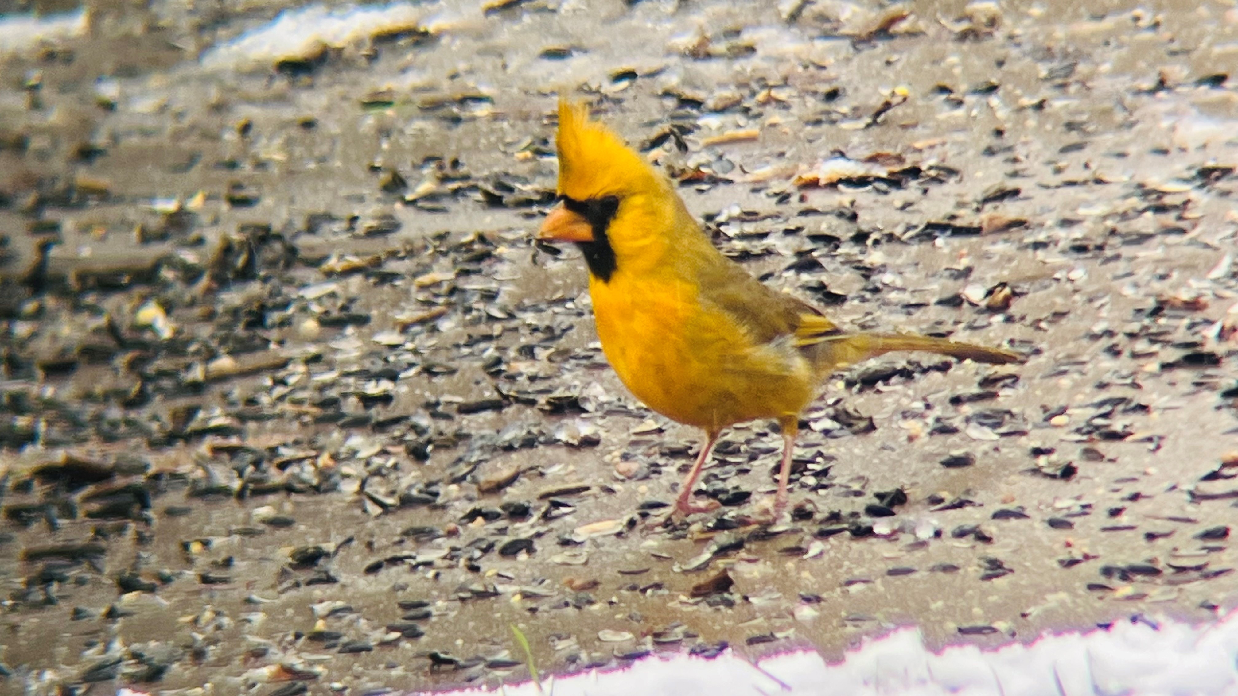 Michigan is home to a rare yellow-colored northern cardinal - mlive.com