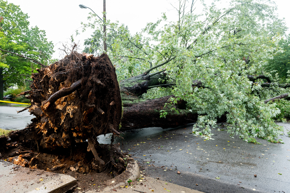 Storm causes fallen tree to block road in Ann Arbor neighborhood ...