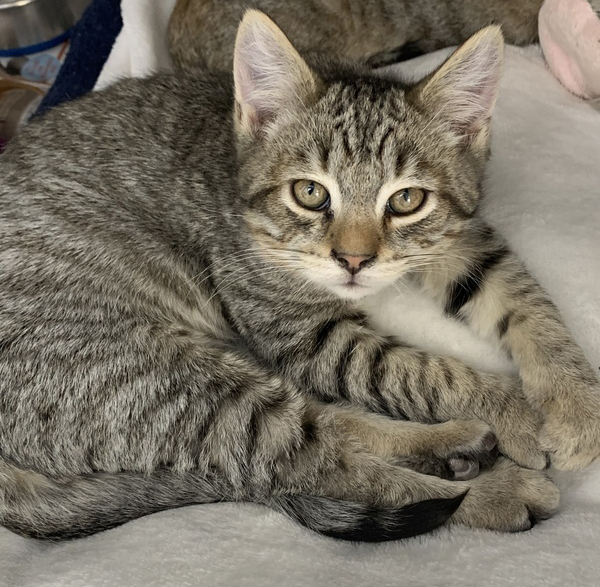 N.J. pets in need: Dec. 6, 2021 - nj.com