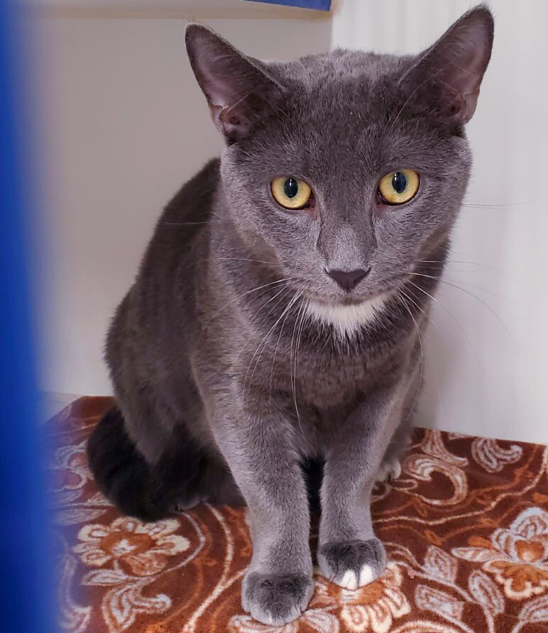 N.J. pets in need: June 21, 2021 - nj.com