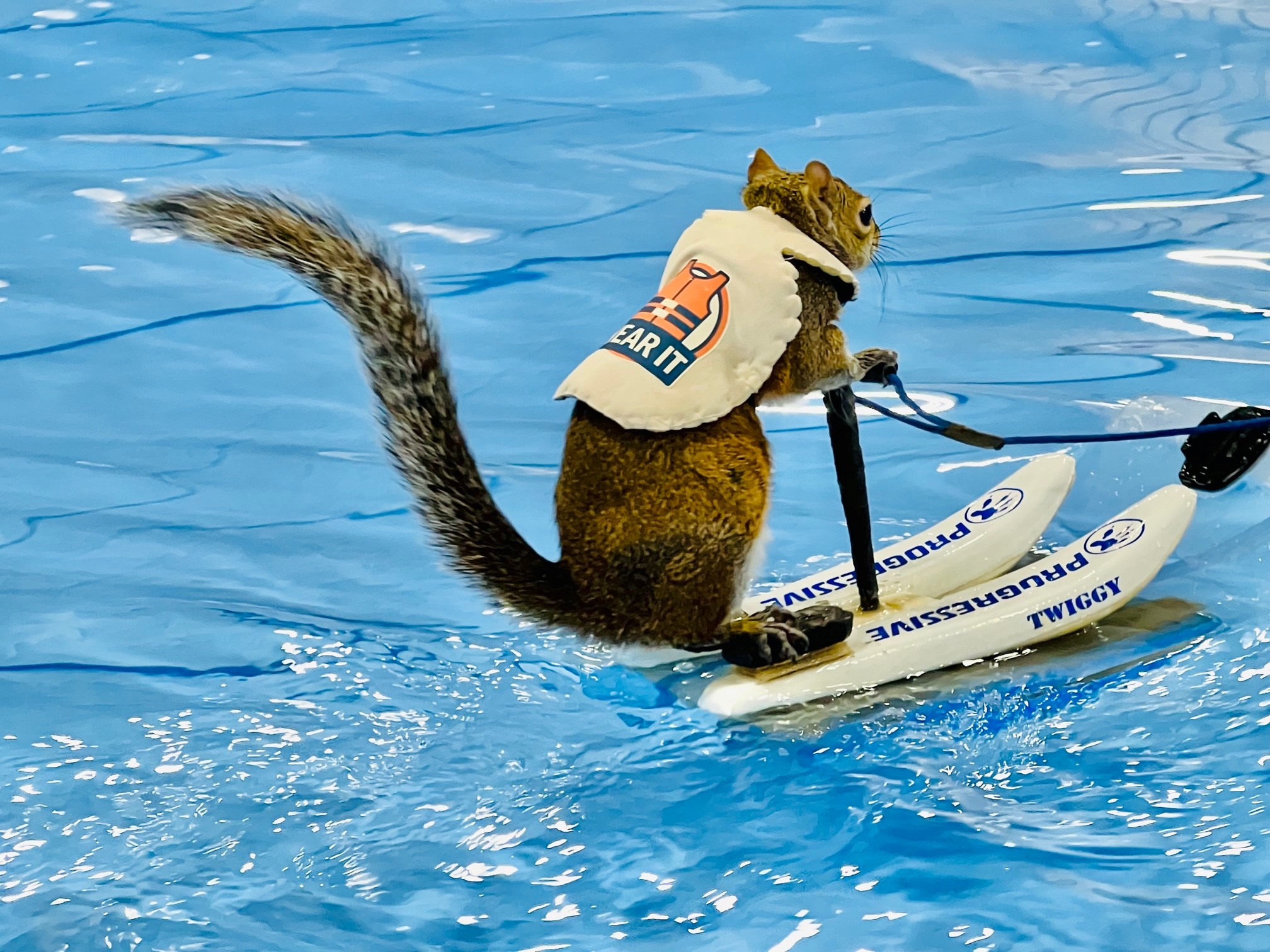 Twiggy The Water Skiing Squirrel - mlive.com