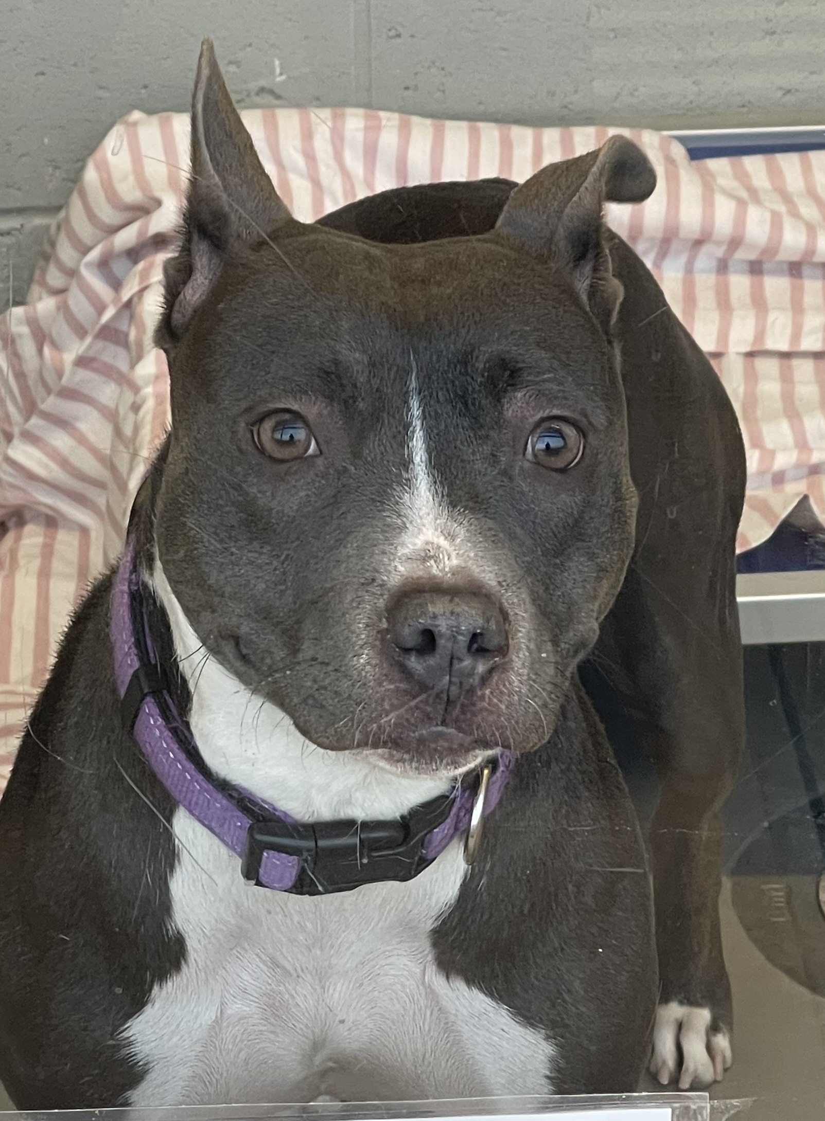 Happy New Year to everyone! Adoptable pets here for the taking: Dec. 31 ...
