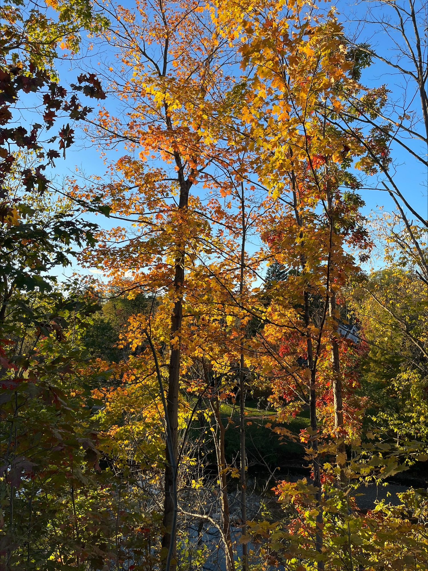 Fall colors begin to show around Northeast Ohio, October 15, 2025 ...