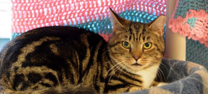 N.J. pets in need: March 8, 2021 - nj.com