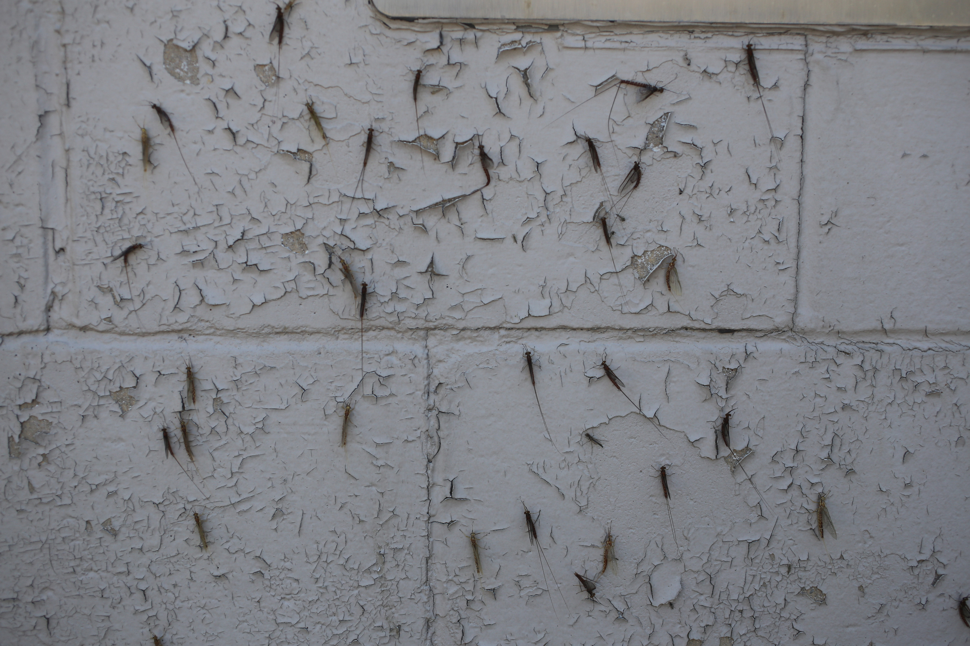 Mayflies make their annual return to cities and towns along Lake Erie ...