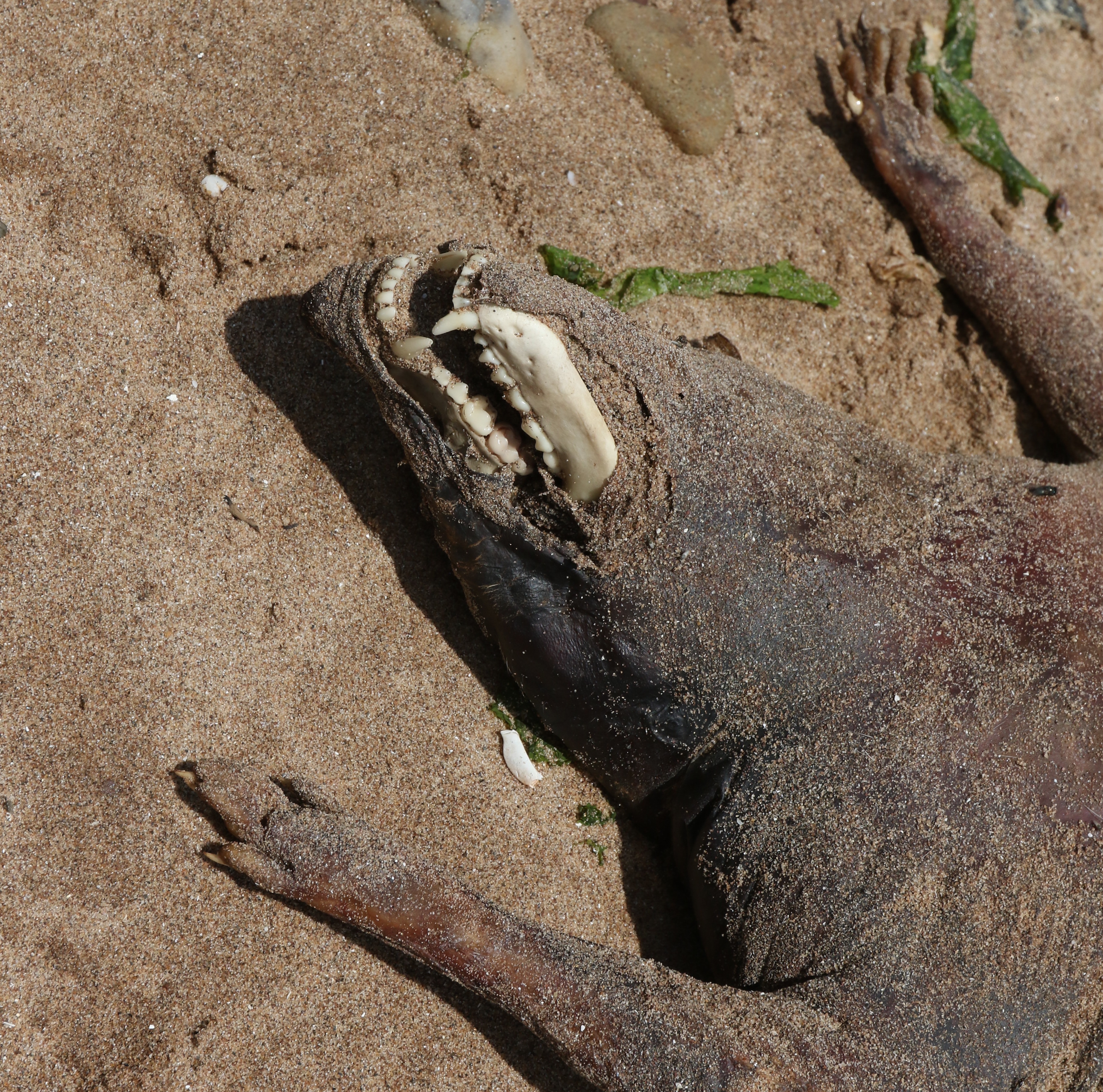 Montauk Monster