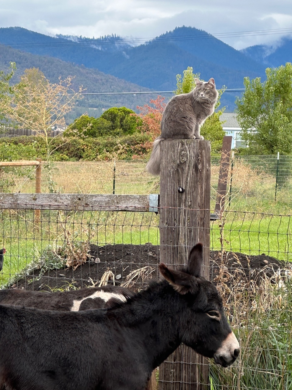 Tikkun Olam Farm Sanctuary - oregonlive.com