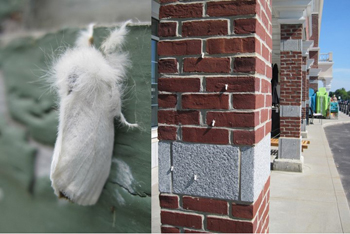 Maine sees worst outbreak of invasive, poisonous caterpillar, browntail ...