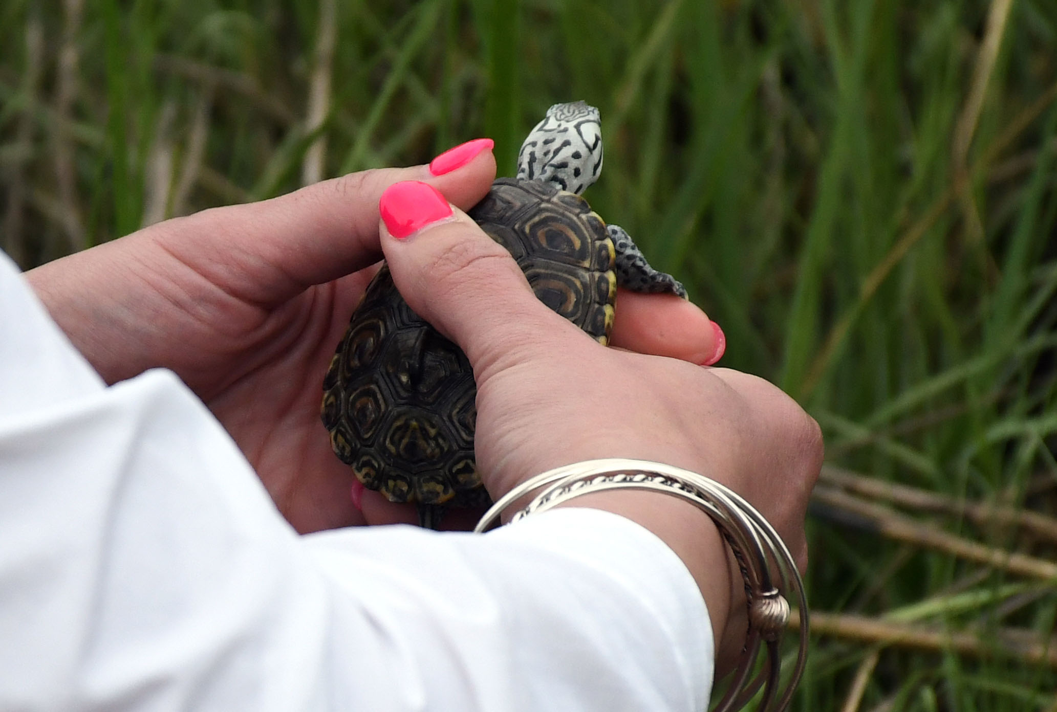 Stockton terrapins released into the marshes of Cape May County - nj.com