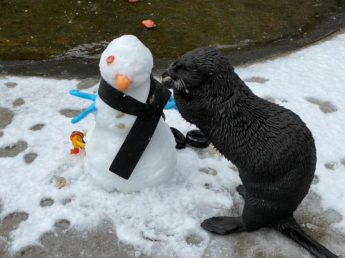 Rare snowfall hits Oregon coast - oregonlive.com