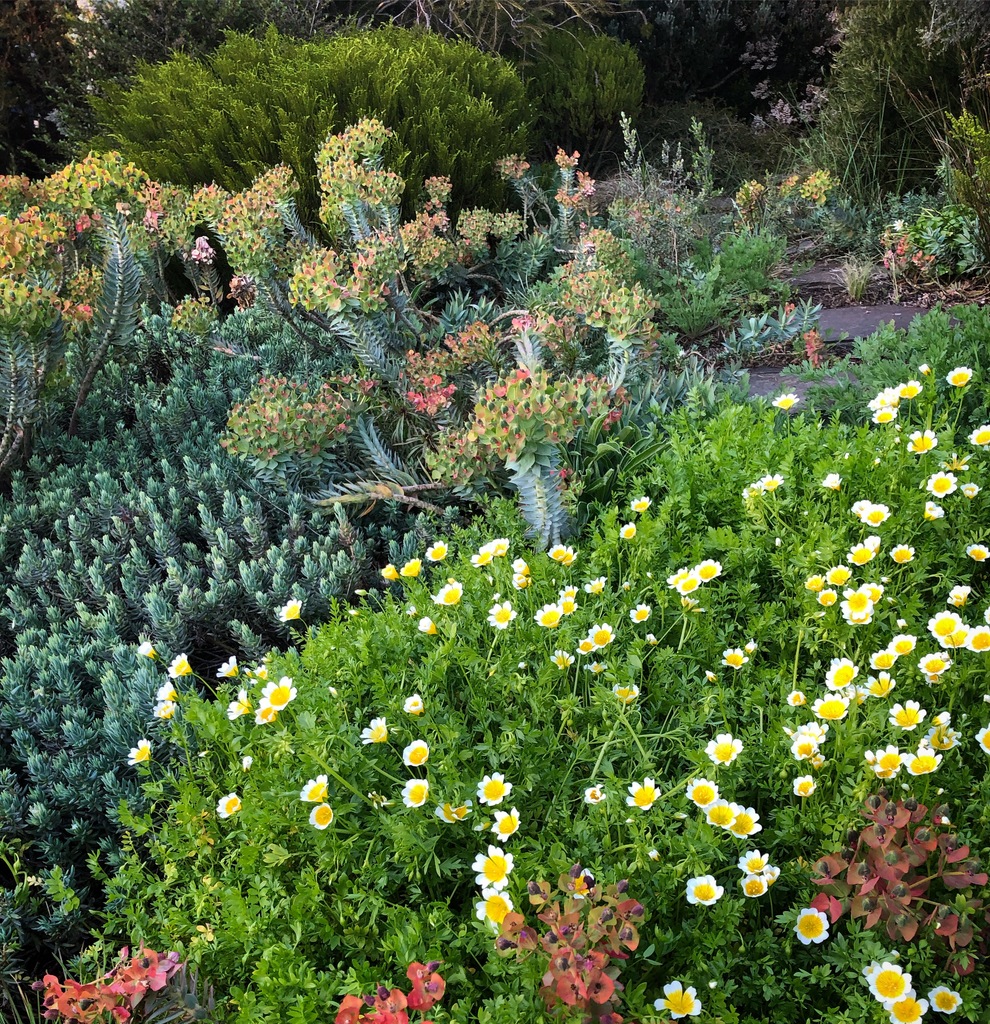 Oregon Native Plants For Landscaping Tips To Create Larry's Native