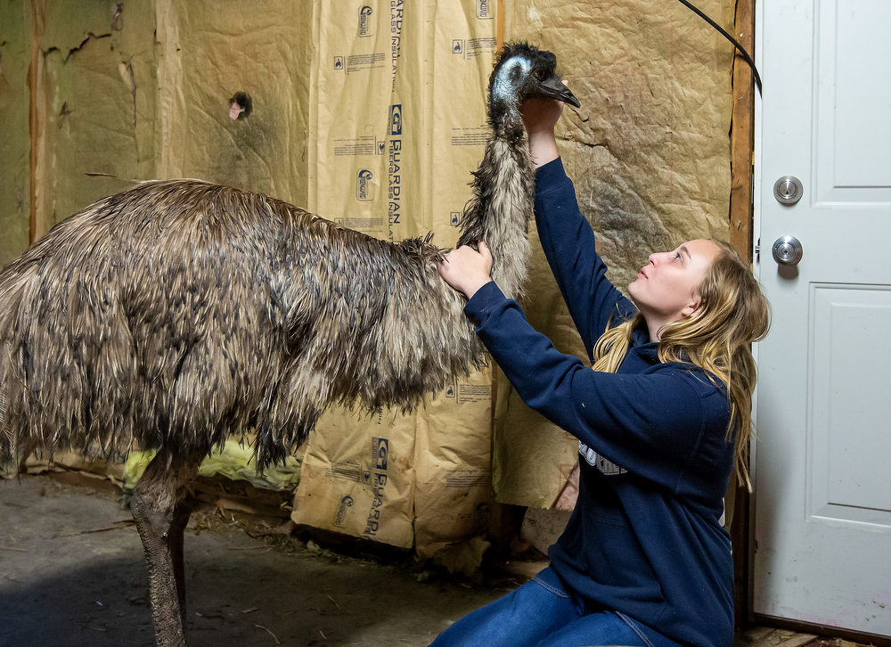 Escaped emu captured in Newport - pennlive.com