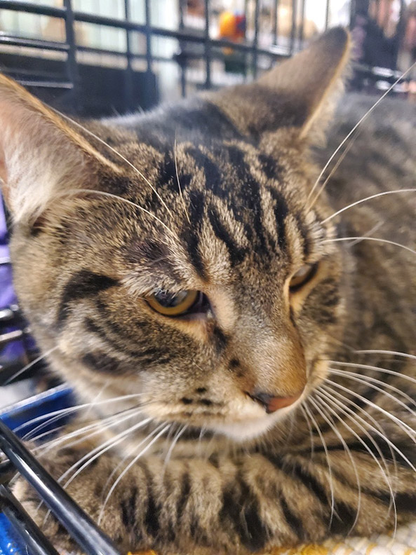 N.J. pets in need: March 13, 2023 - nj.com