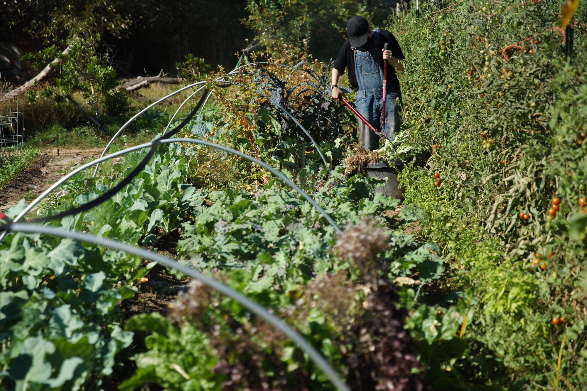 Native American Youth and Family Center's community garden - oregonlive.com