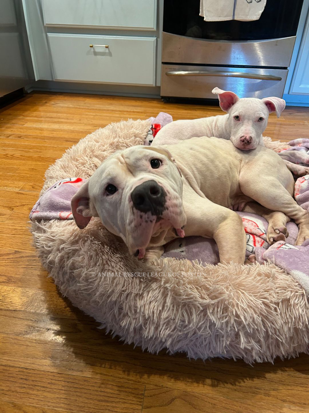Dogs brought to Massachusetts from Louisiana by the Animal Rescue ...