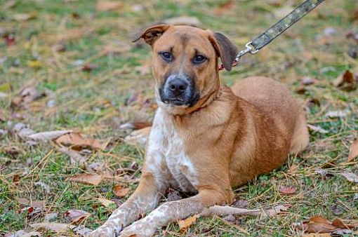 N.J. pets in need: Dec. 20, 2021 - nj.com