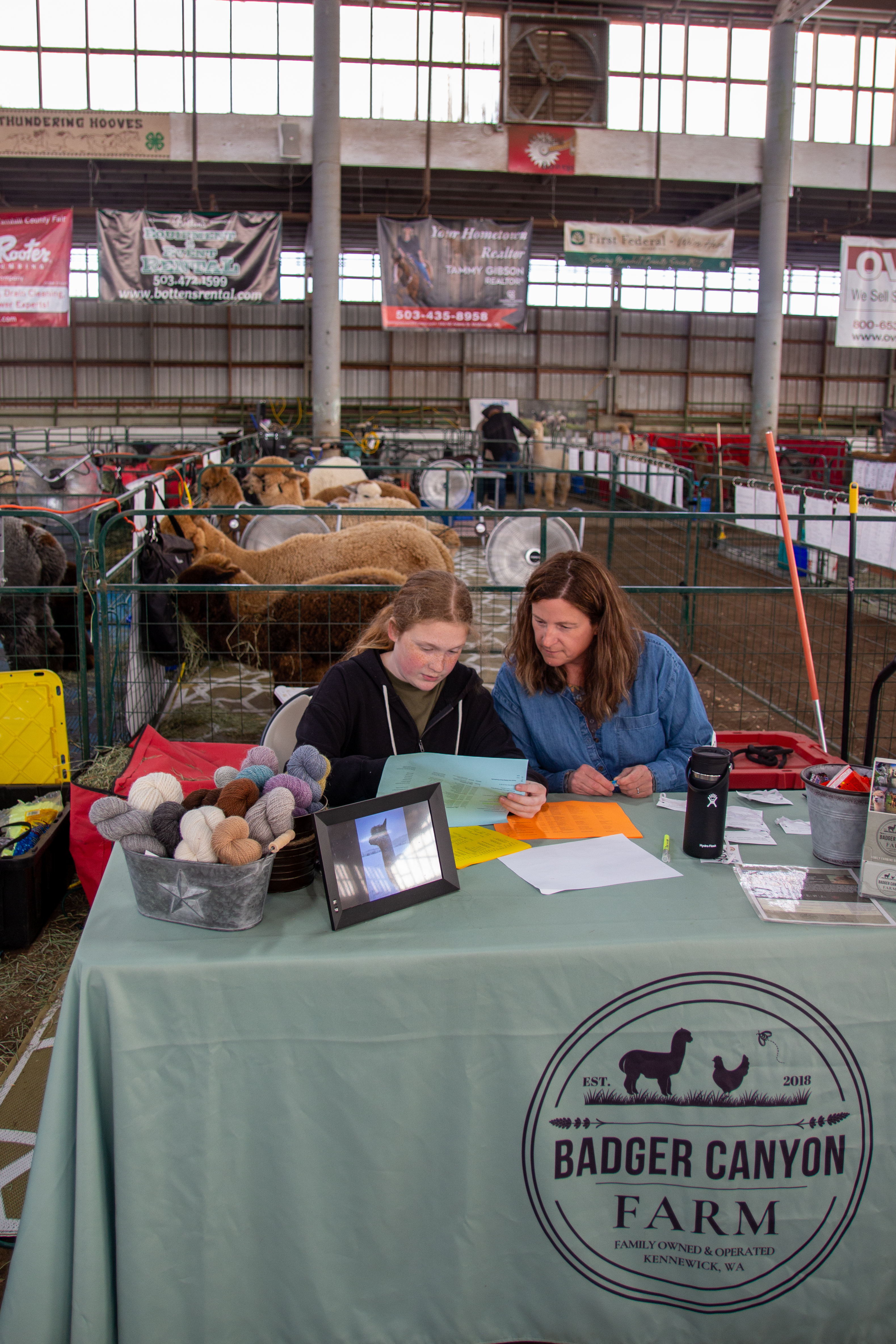 Award-winning alpacas compete in McMinnville - oregonlive.com