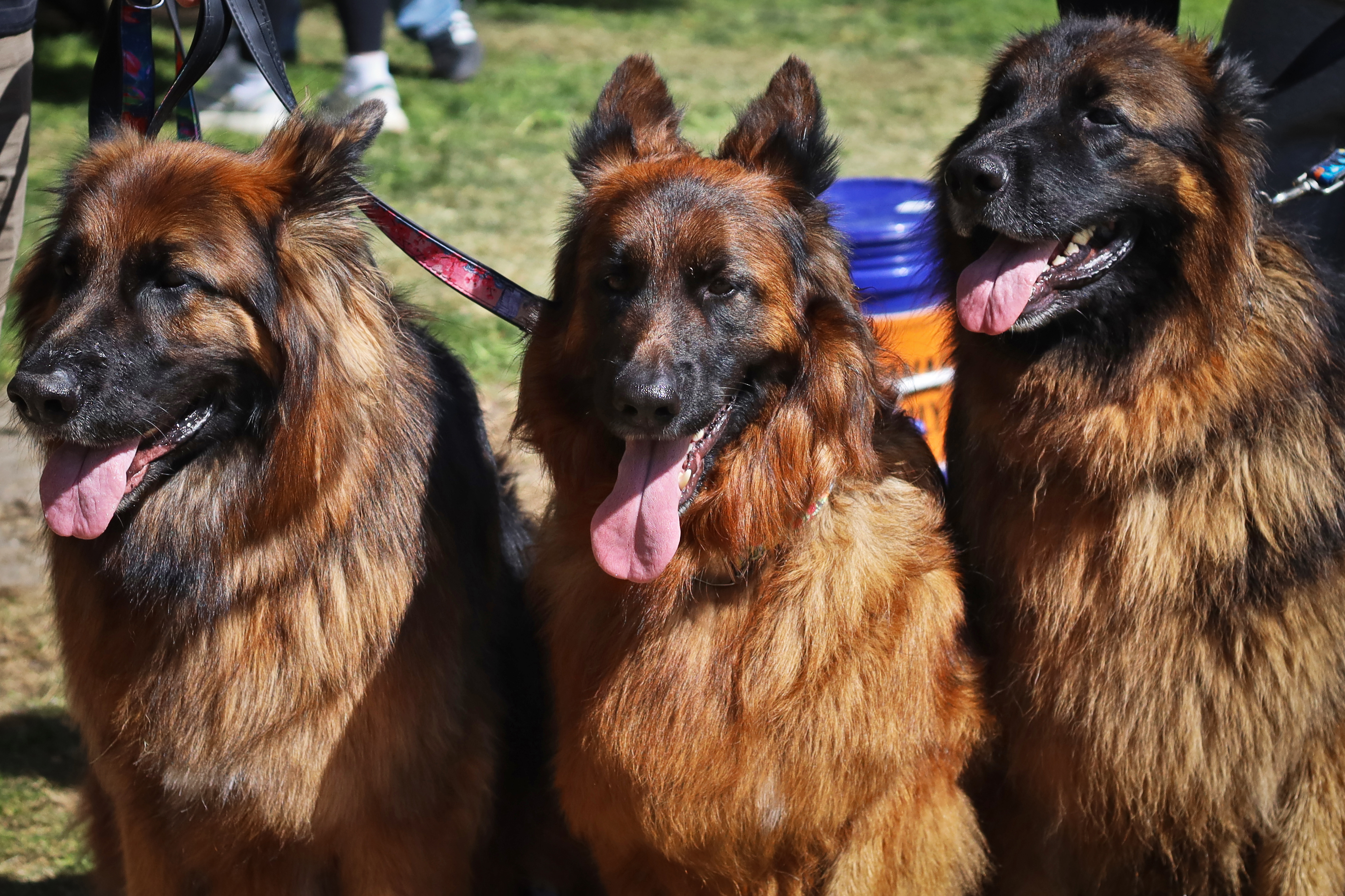 Oregon Humane Society Doggie Dash 2025 - oregonlive.com