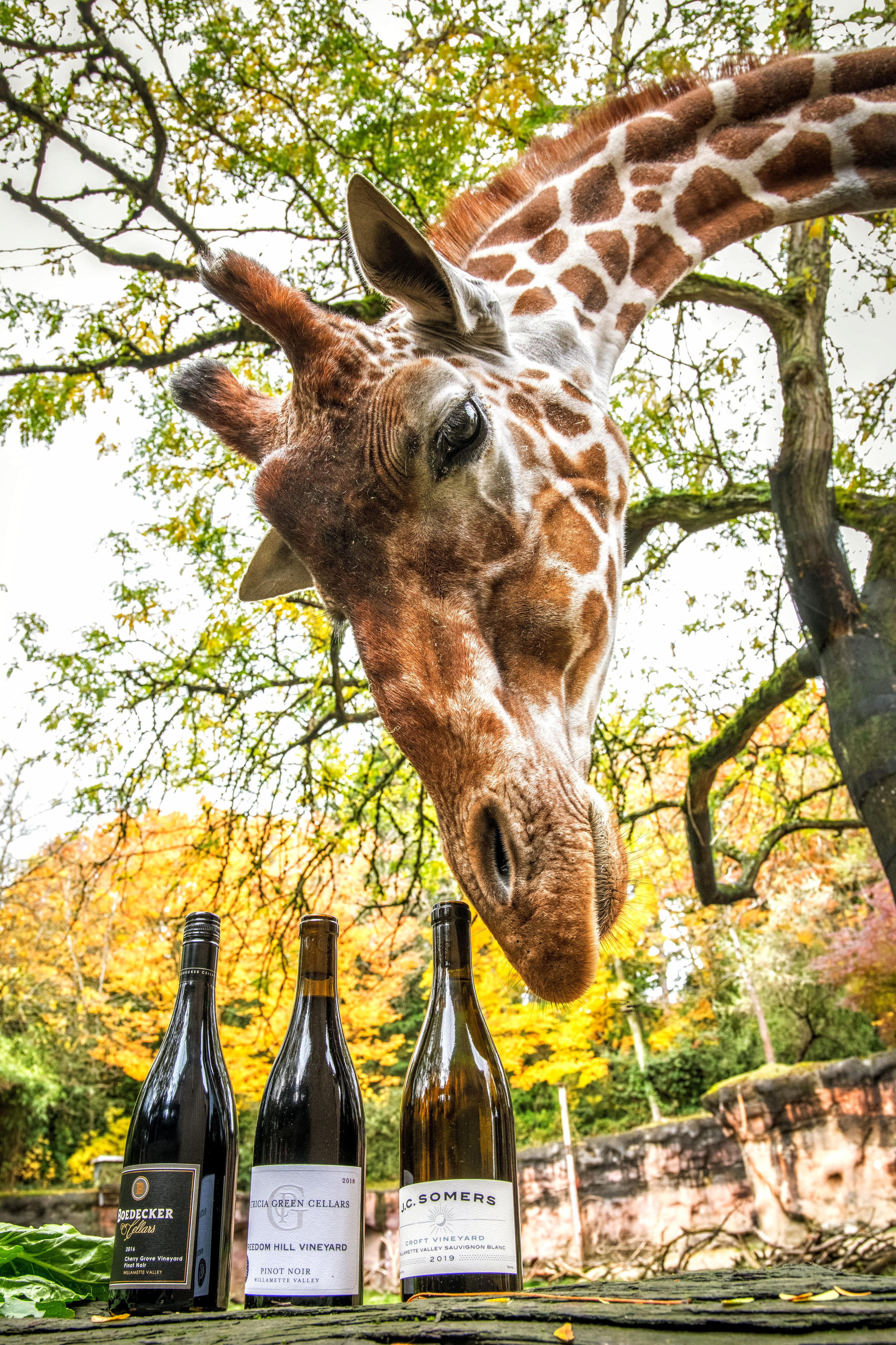 Oregon Zoo wine club - oregonlive.com