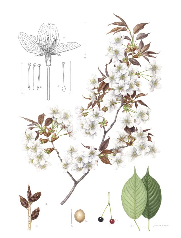“Gifts from Japan: A Horticultural Tale Told through Botanical Art ...