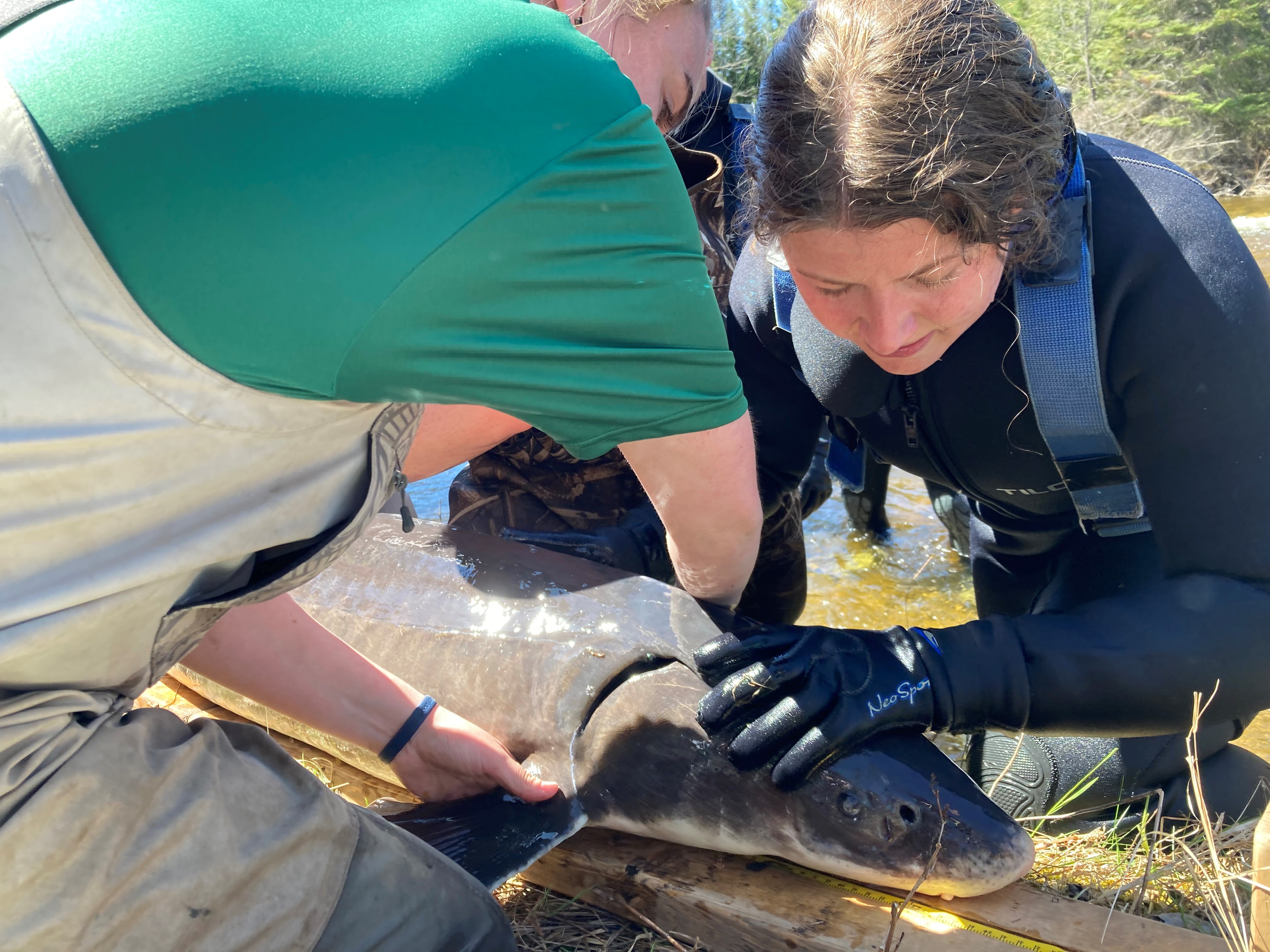 Sturgeon Monitoring In Black River Mlive