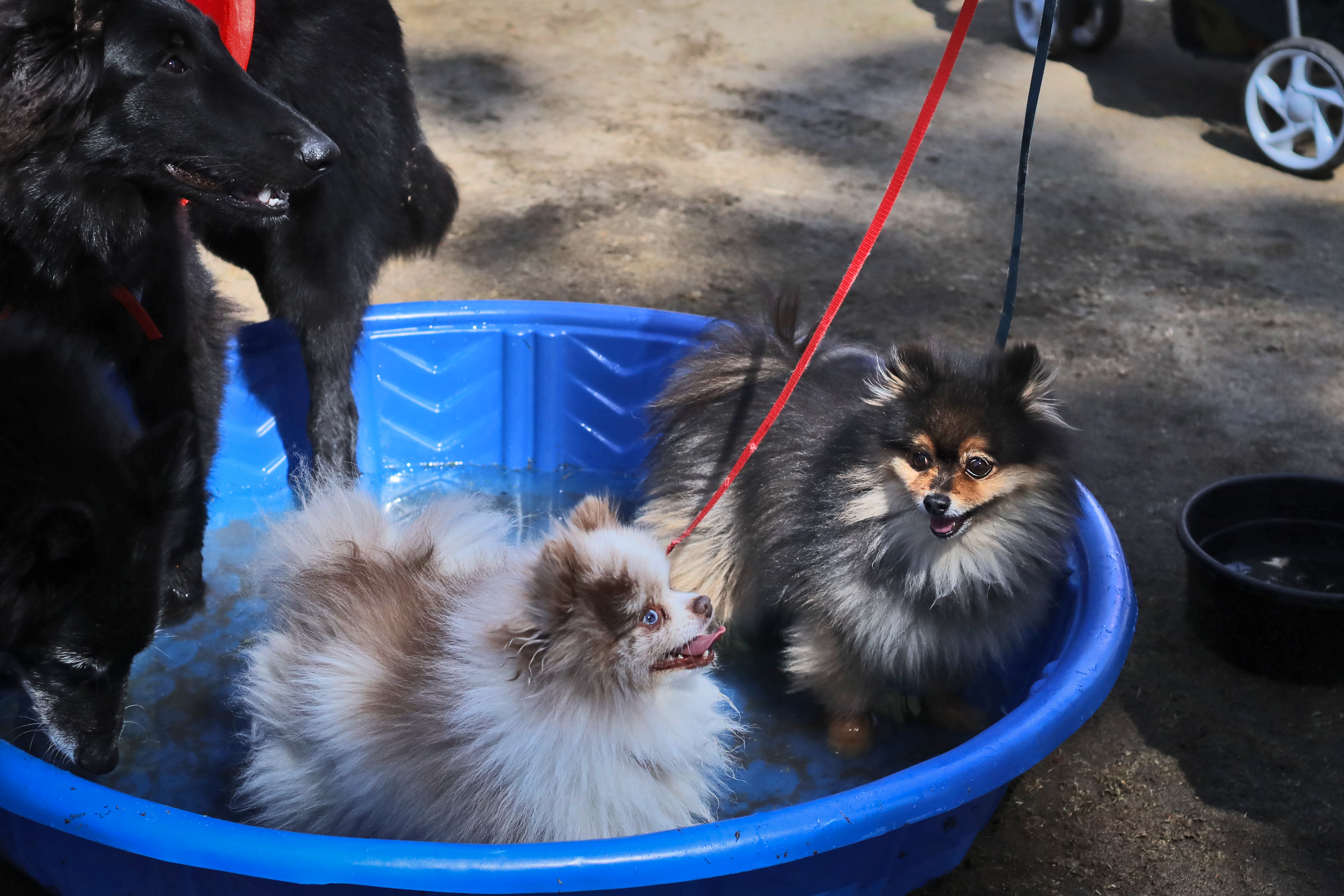 Oregon Humane Society Doggie Dash 2025 - oregonlive.com