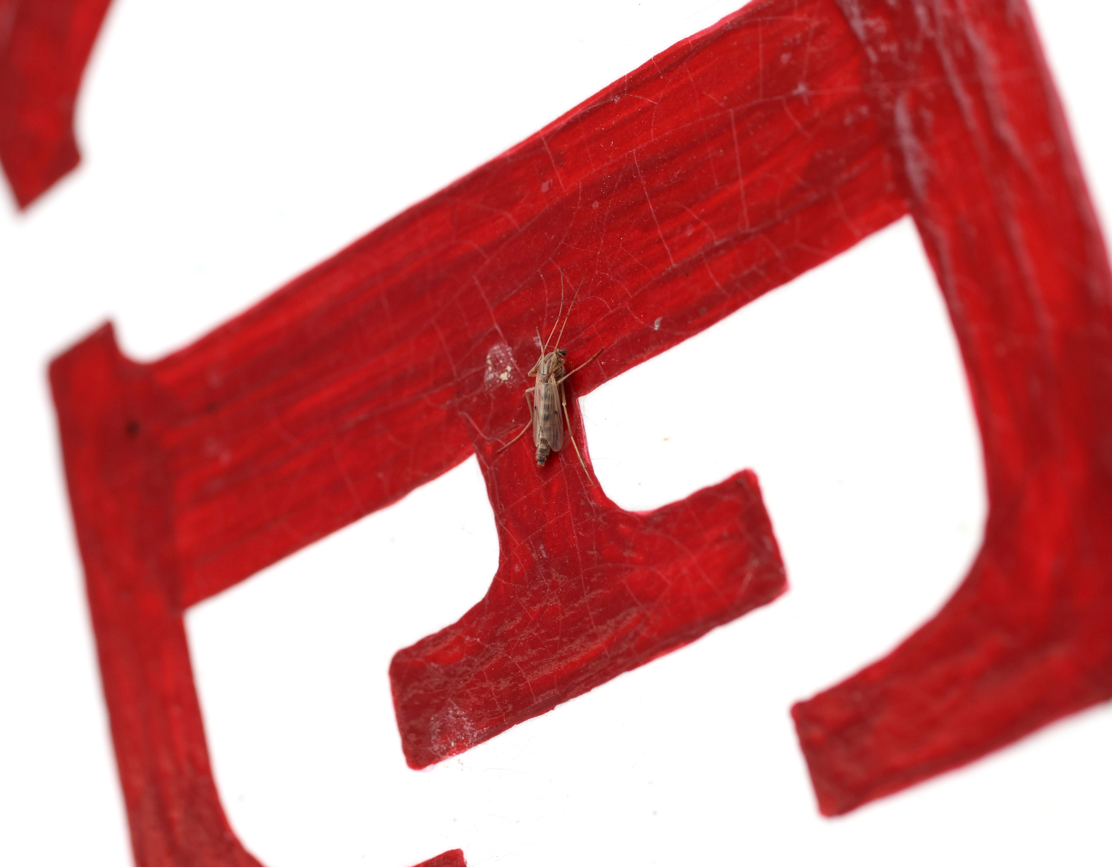 Midges are emerging around Northeast Ohio, May 17, 2024 - cleveland.com
