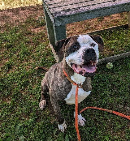 N.J. pets in need: Oct. 3, 2022 - nj.com