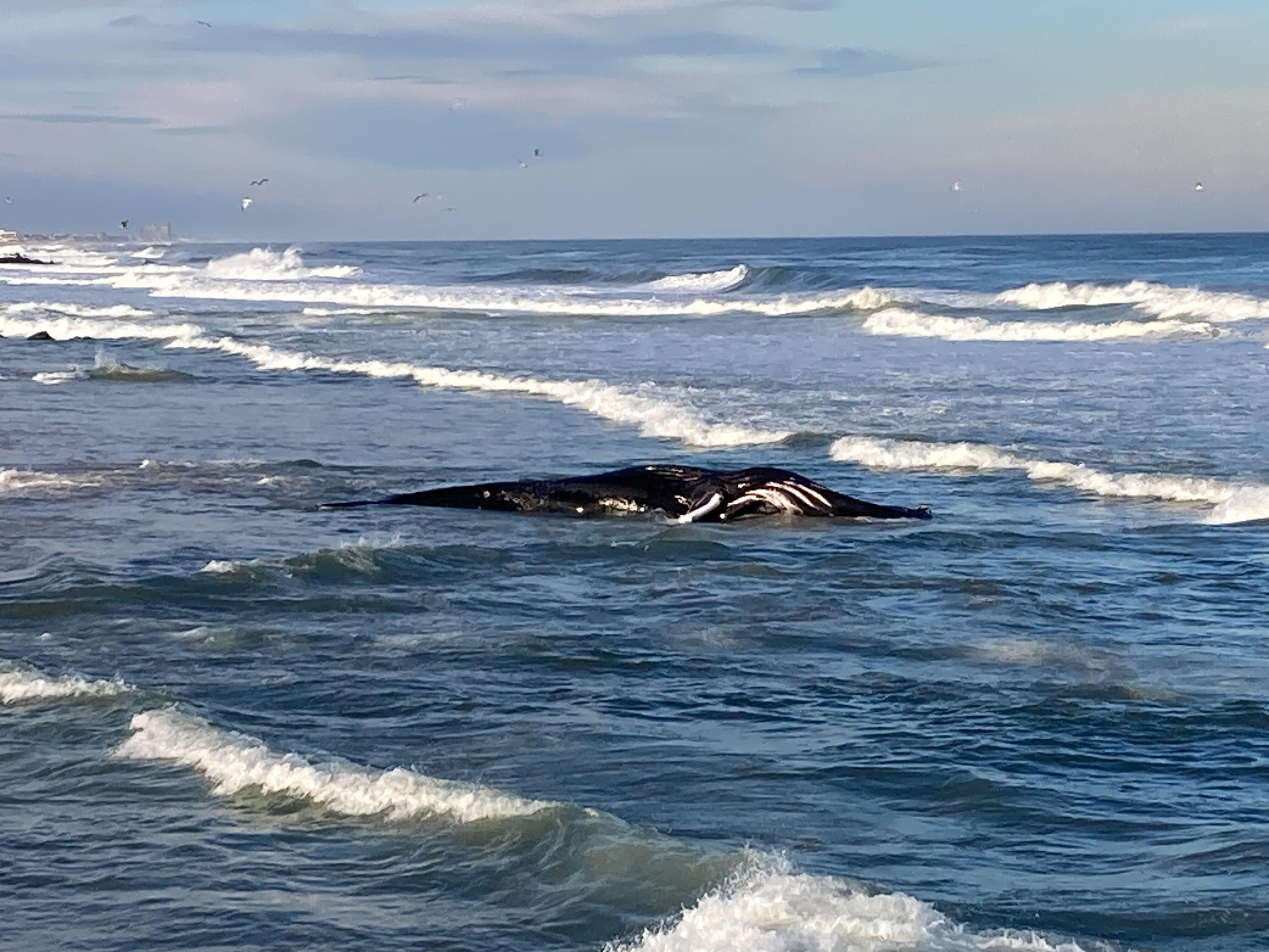 Dead whale washes up in Manasquan, Feb. 13, 2023 - nj.com