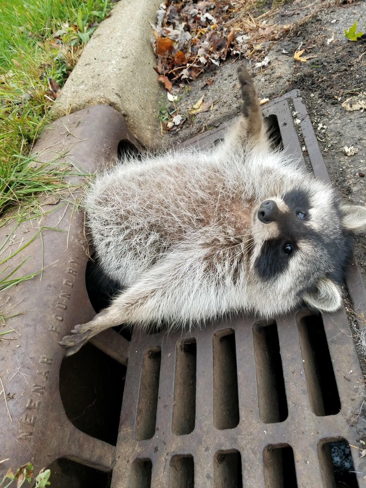 Raccoons in the United States - oregonlive.com