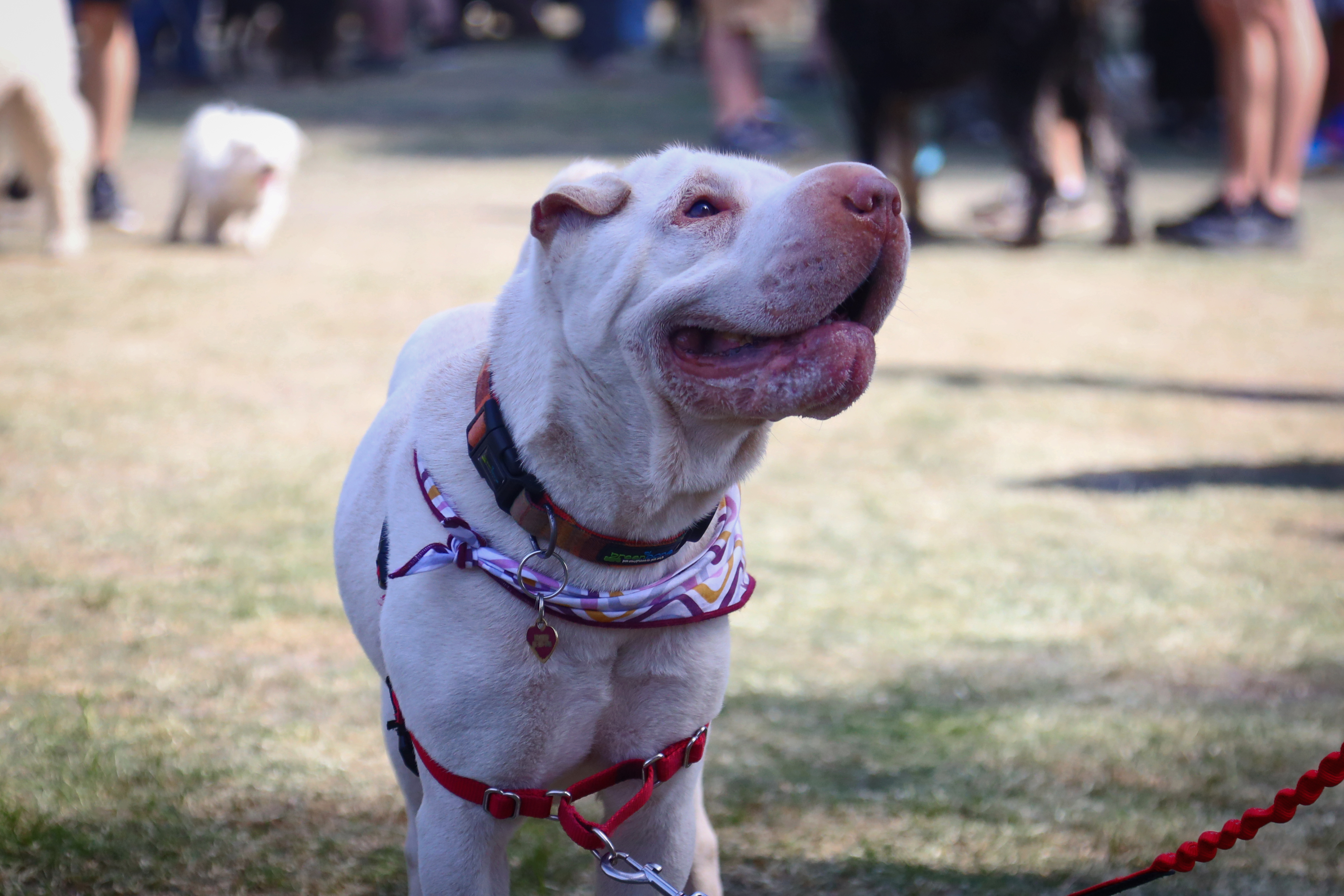 Oregon Humane Society Doggie Dash 2025 - oregonlive.com