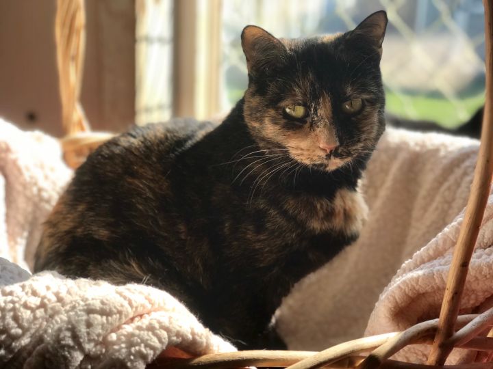 N.J. pets in need: Feb. 1, 2021 - nj.com