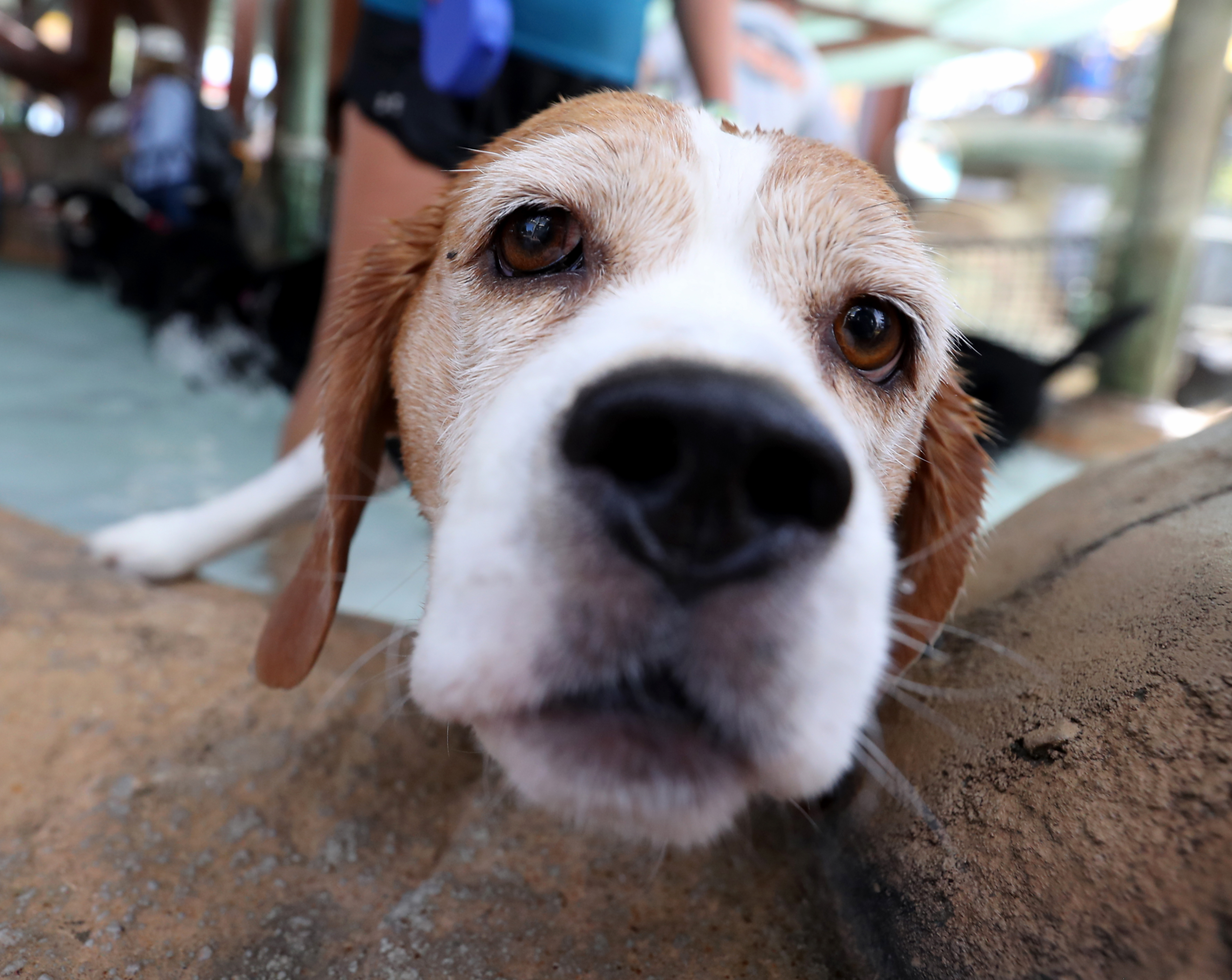 Puppapalooza doggie pool party in Wildwood, Sept. 10, 2022 - nj.com
