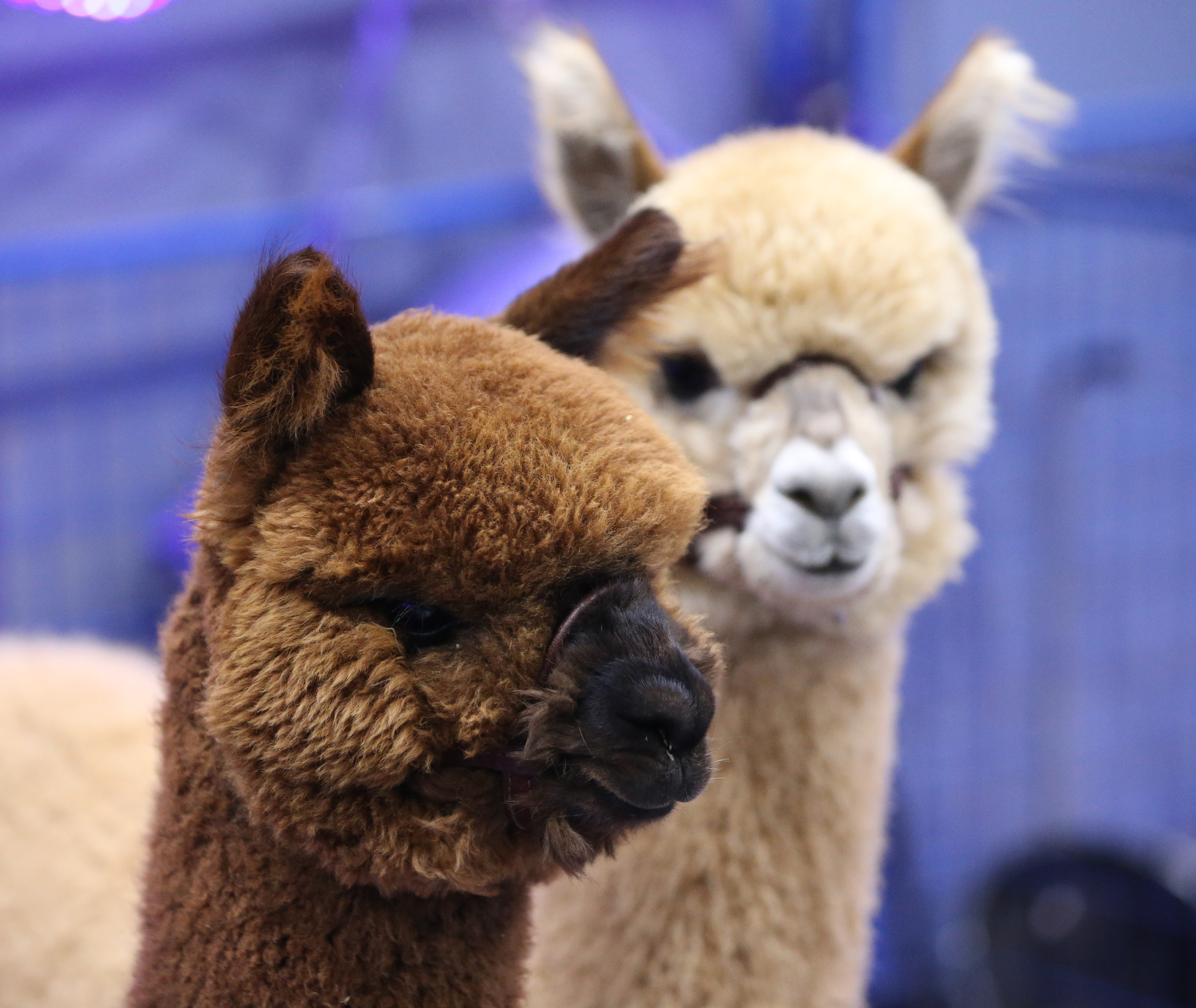 The Buckeye Alpaca Show at Summit County Fairgrounds, March 23, 2024 ...