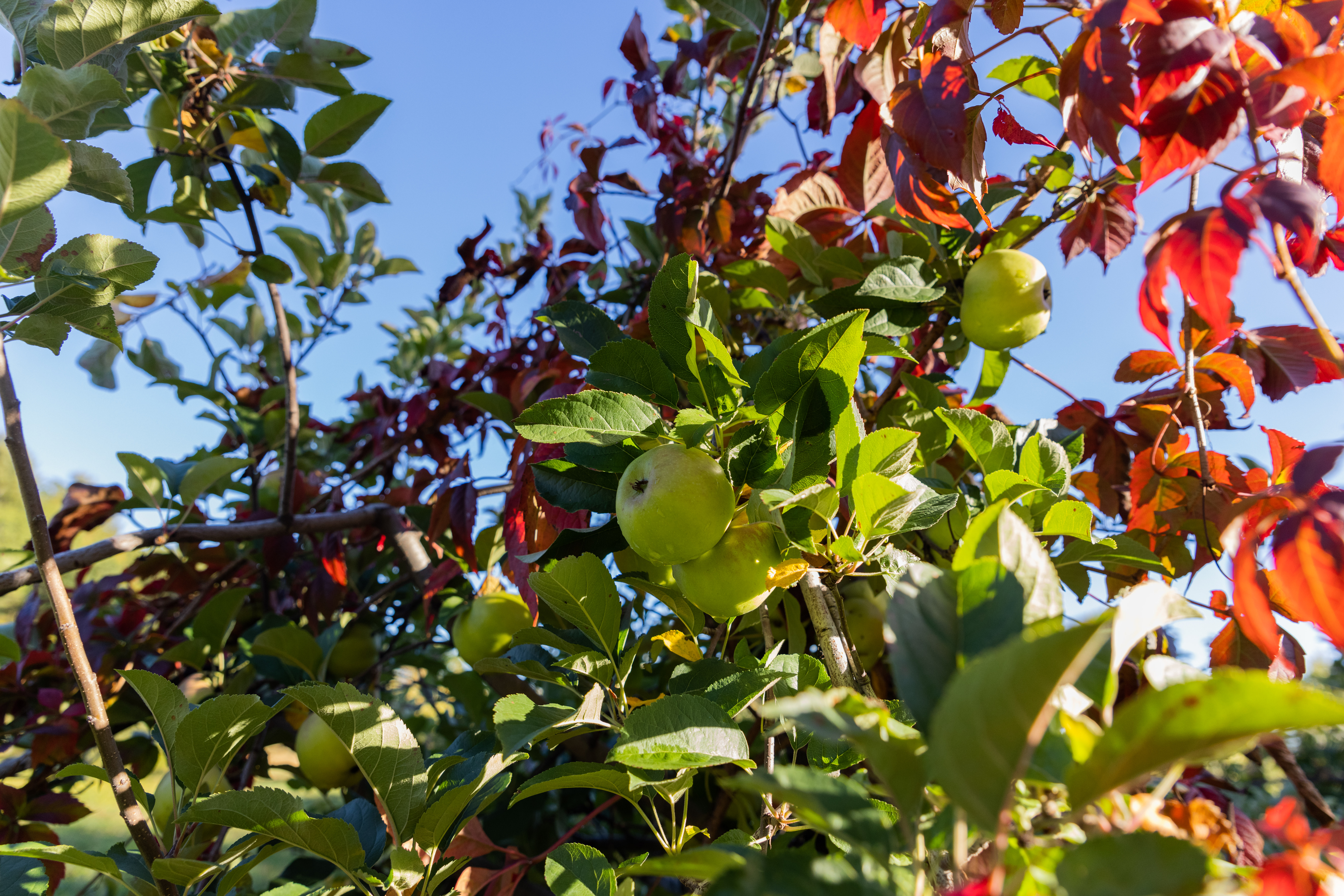Clarkdale Fruit Farms in Deerfield - masslive.com