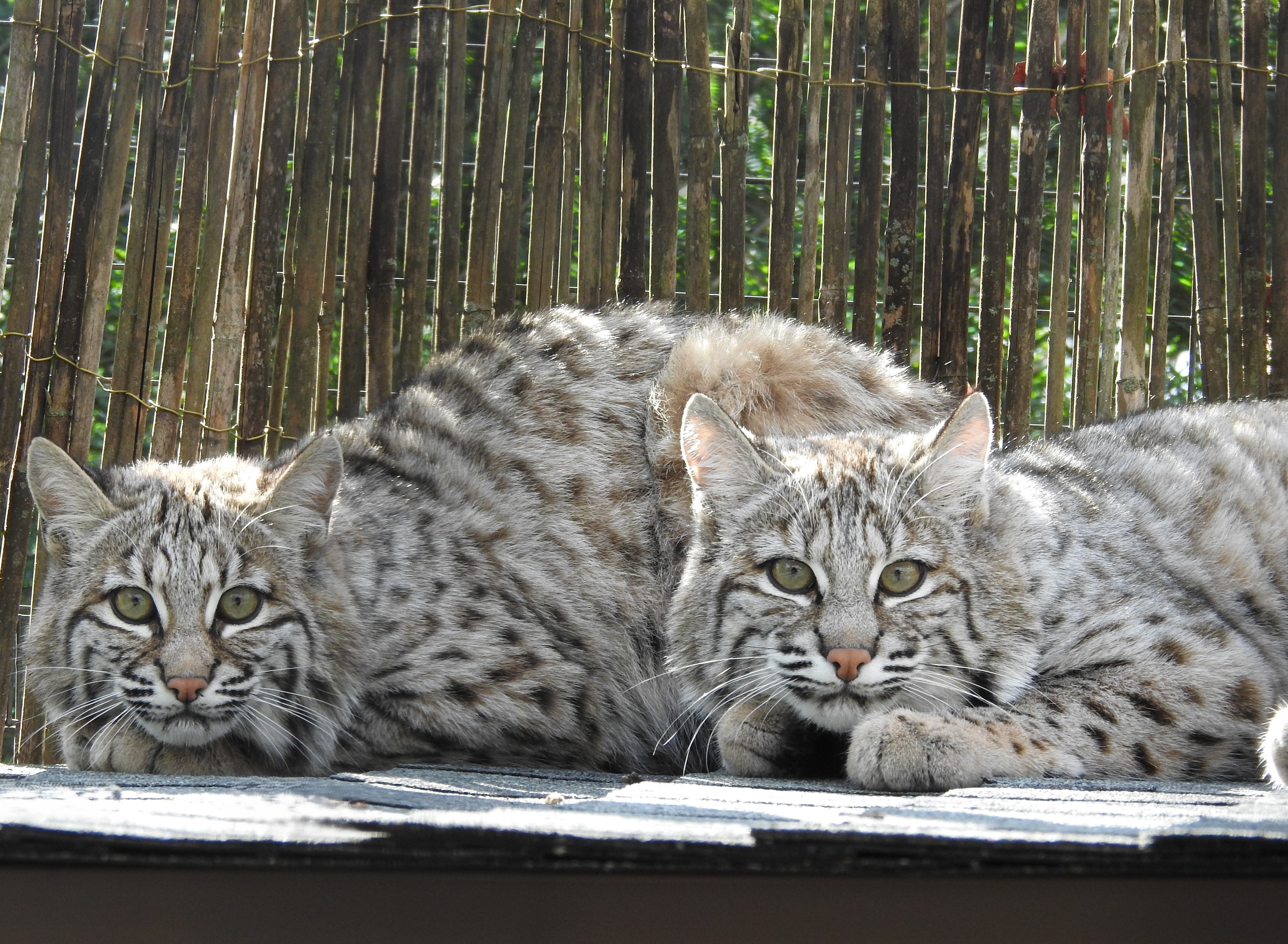 A Surprising Visitor: The Bobcat in the Living Room – New and Tips